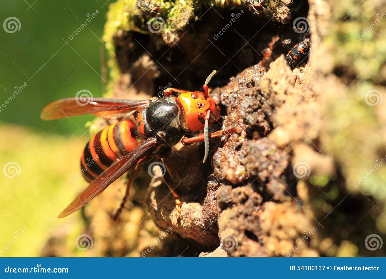 Calabrone Gigante Giapponese Immagine Stock - Immagine di grande ...