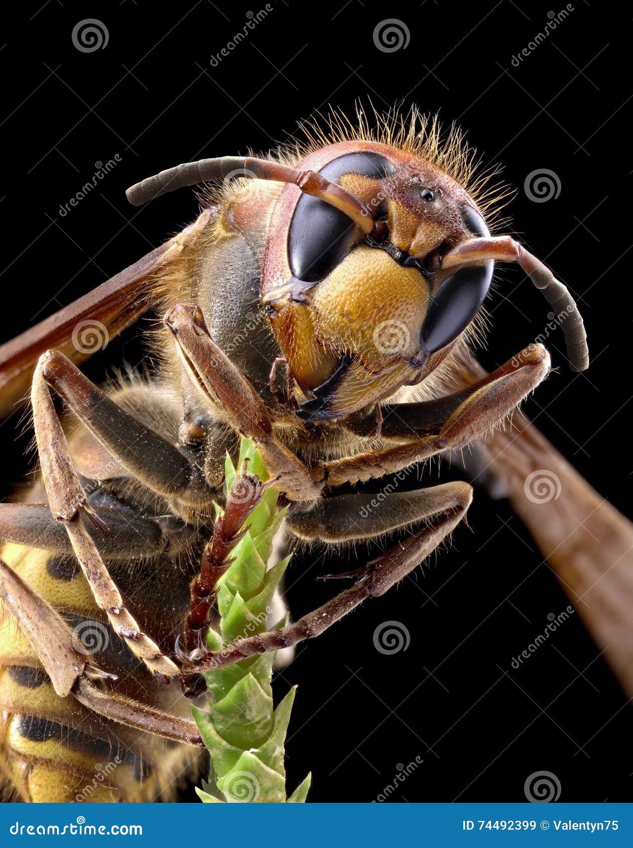 Calabrone O Rivestimento Giallo Immagine Stock - Immagine di selvaggio ...