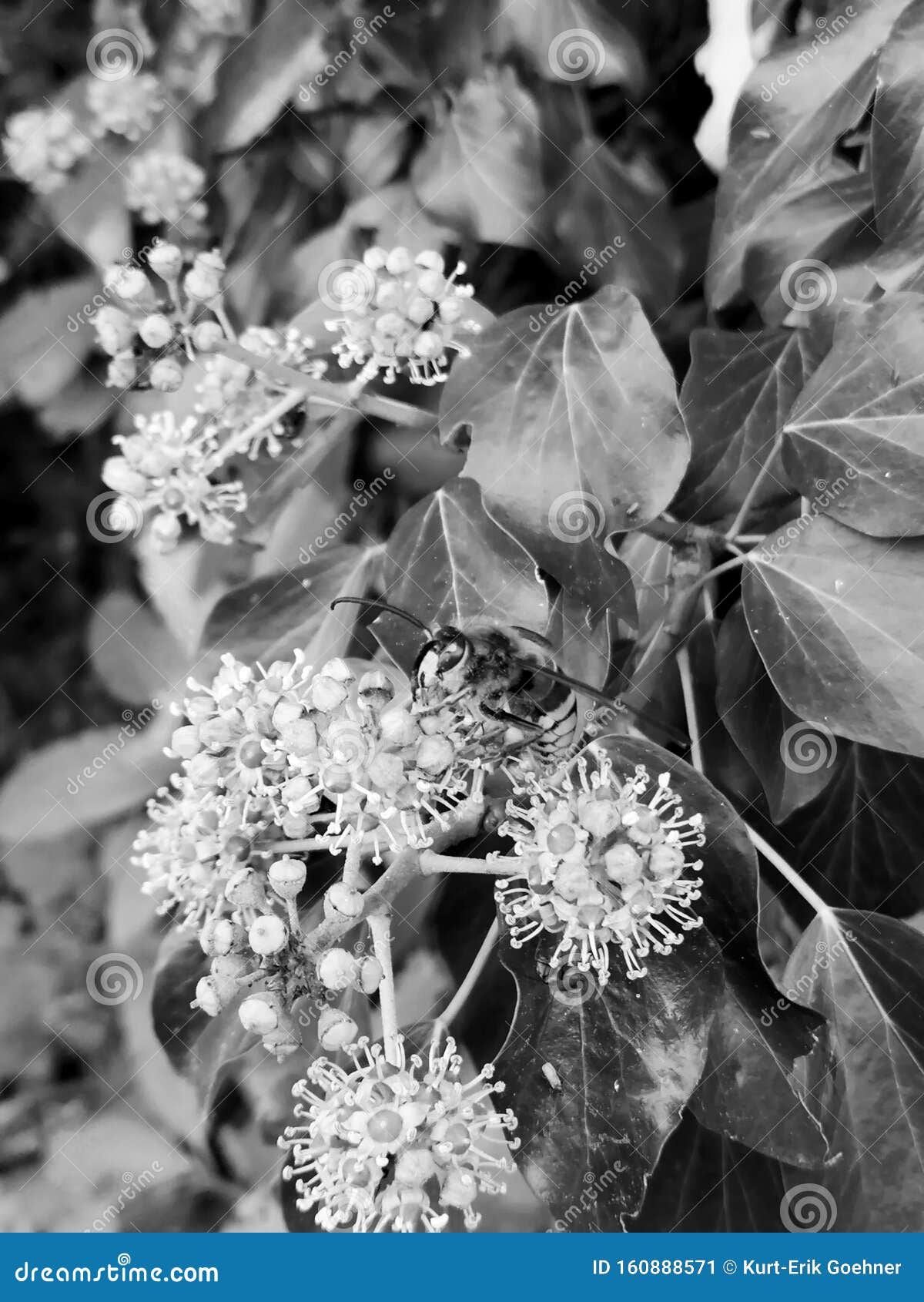 Calabrone Su Una Pianta in Bianco E Nero Immagine Stock - Immagine di ...
