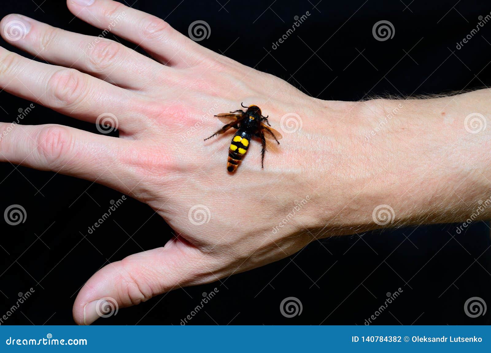 Calabrone sulla mano fotografia stock. Immagine di nave - 140784382