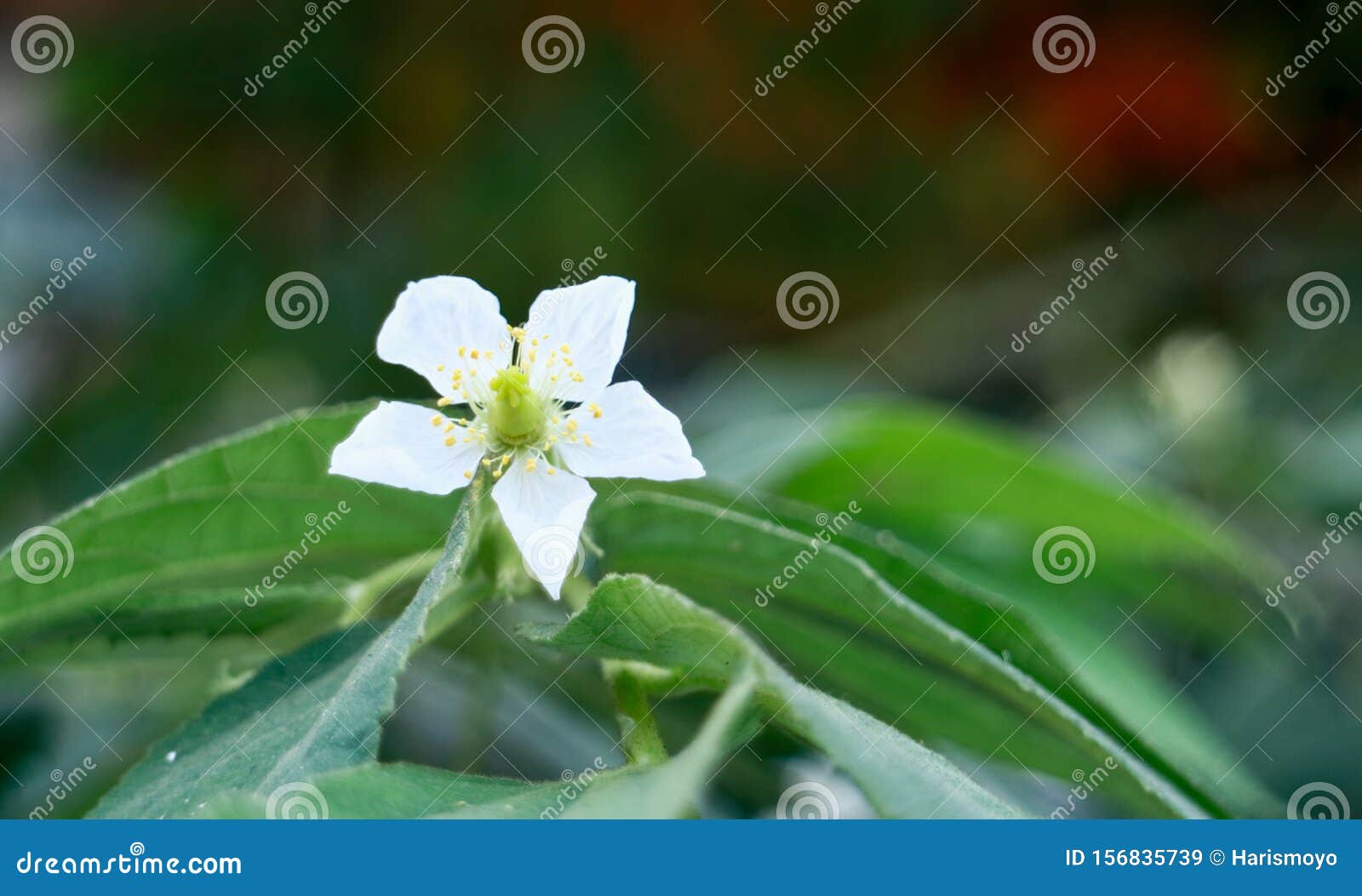 Calabur flower stock image. Image of calabura, organic - 156835739