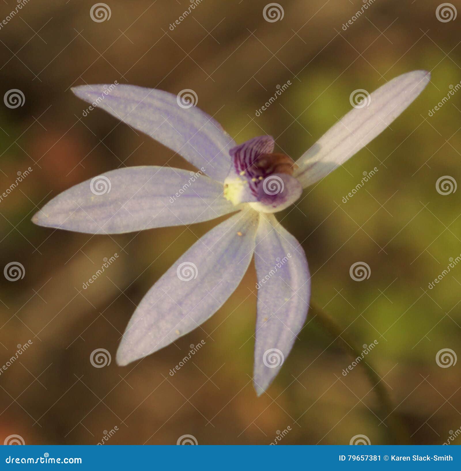 Caladenia stock image. Image of native, purple, plant - 79657381