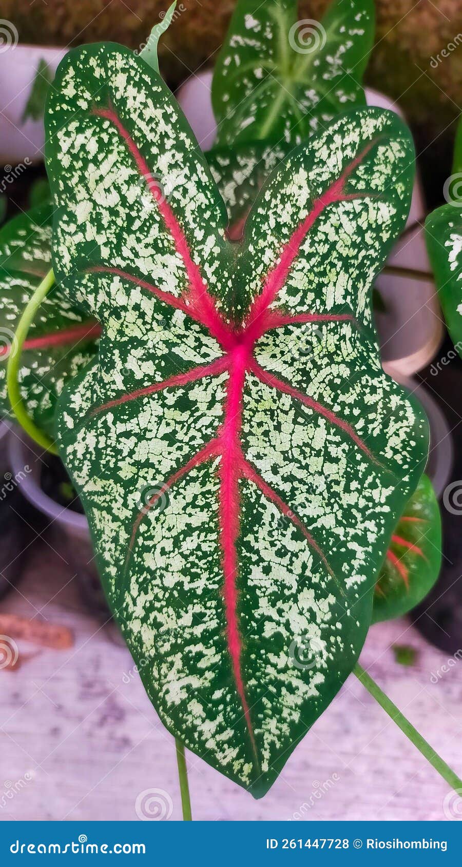 Caladium Bicolor, Beautiful Caladium Leave Red Line and Lot of and ...