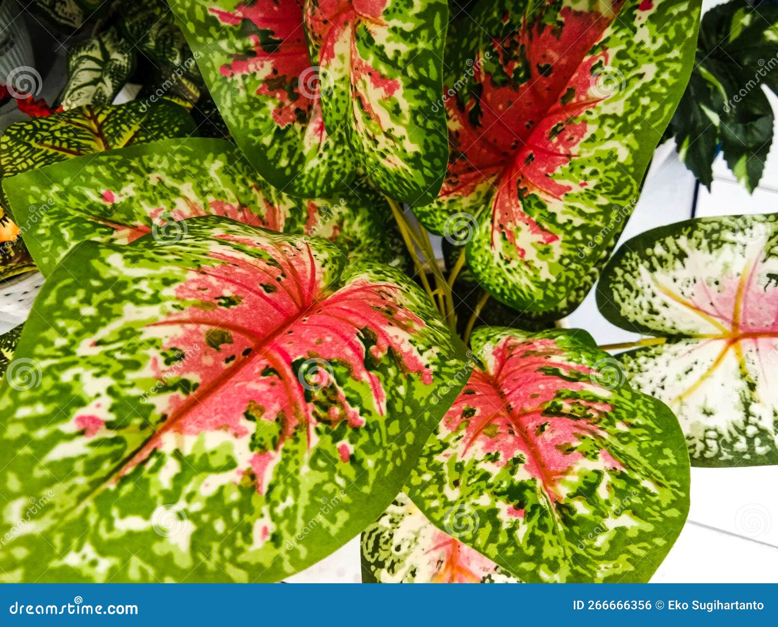 Caladium Bicolor, Fancy Leaf Caladium Stock Photo - Image of caladium ...