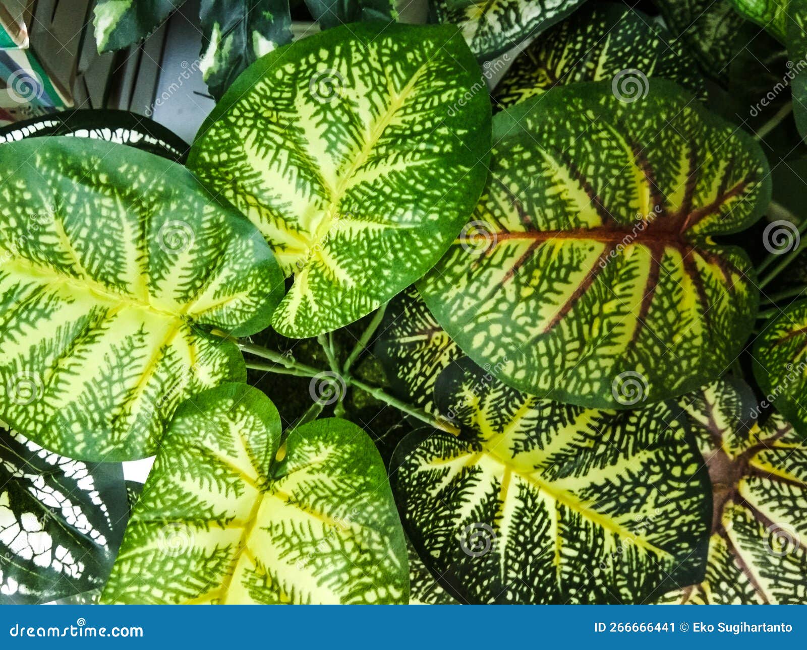 Caladium Bicolor, Fancy Leaf Caladium Stock Image - Image of foliage ...
