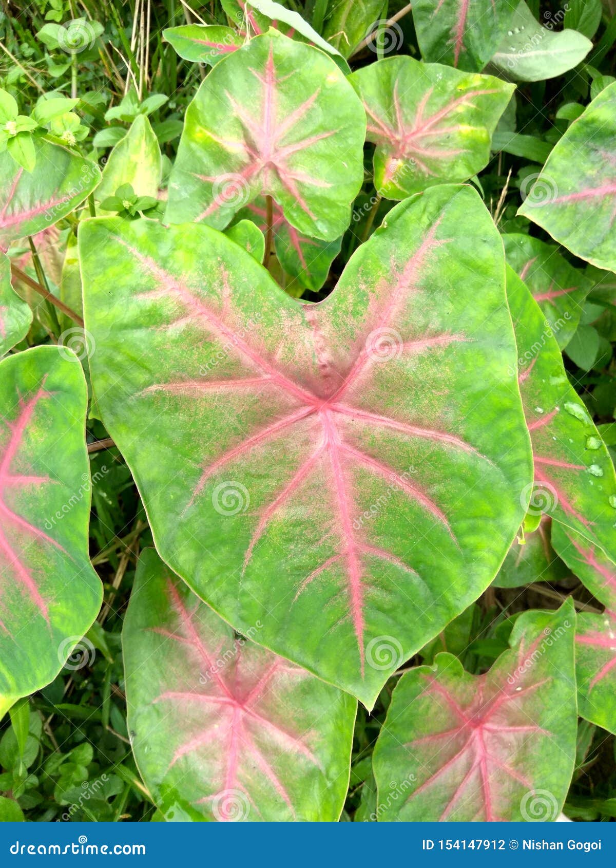 Caladium bicolor stock photo. Image of bicolor, leaf - 154147912