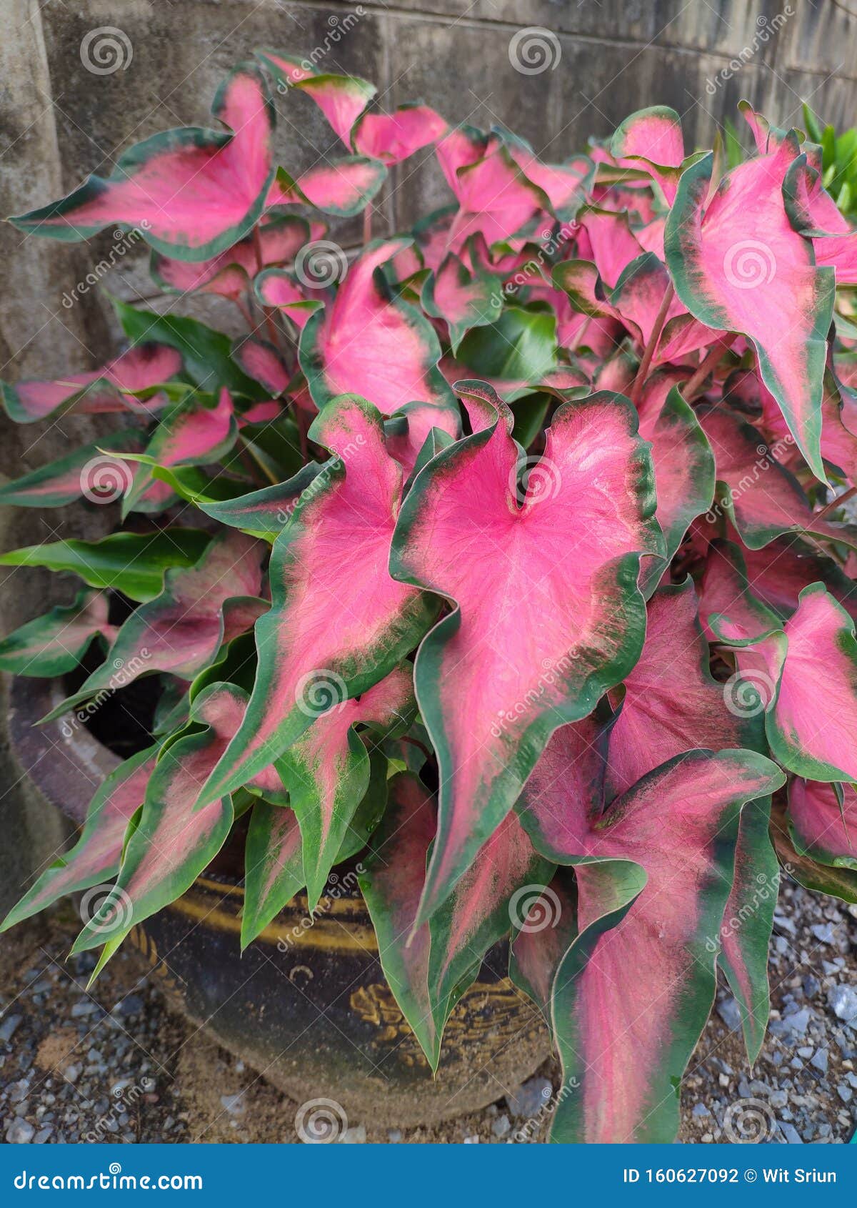 Caladium Bicolor. Plant Leaf is Pink and Green Colour in the Pot Stock ...