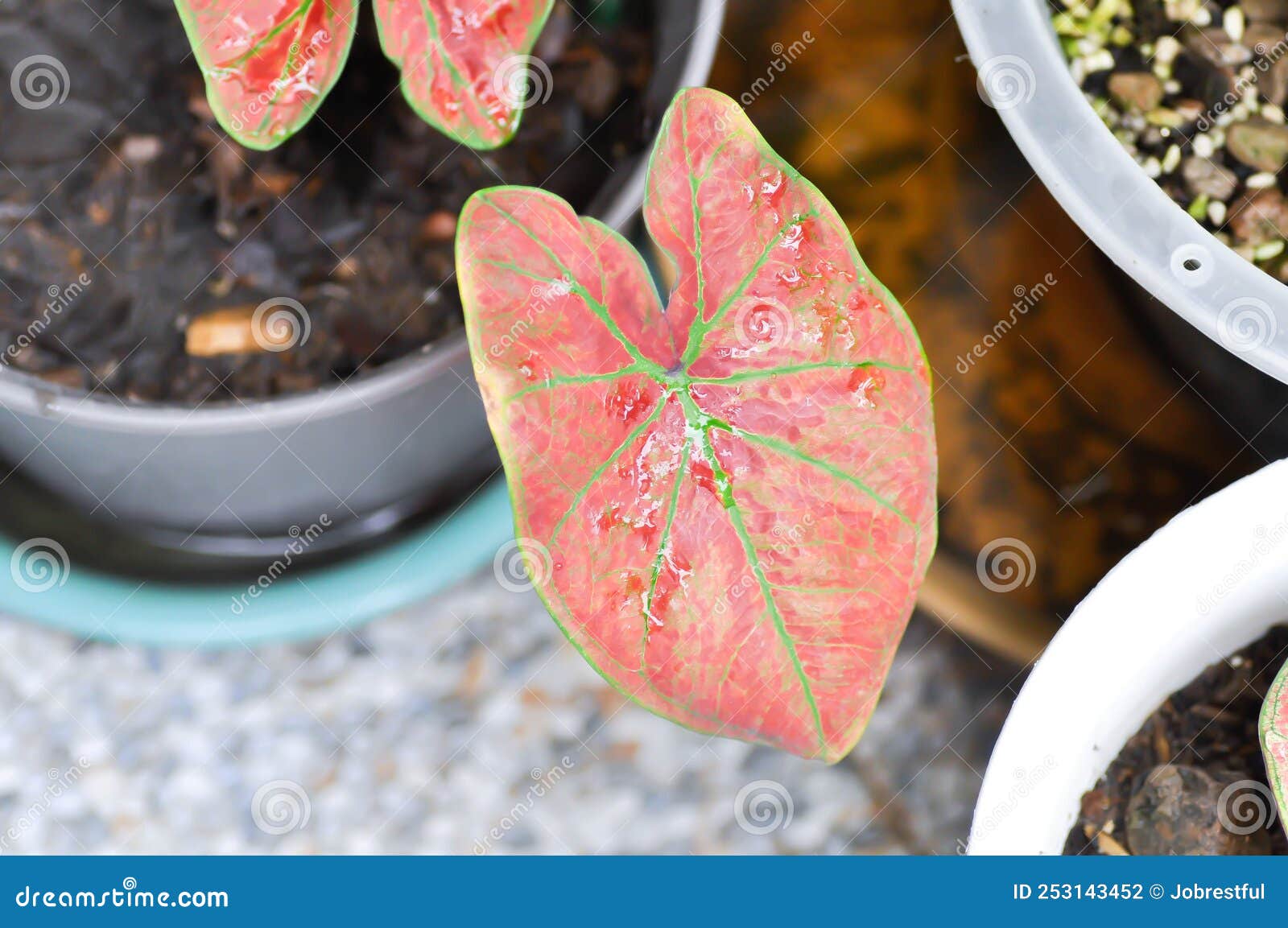 Caladium, Caladium Bicolor Vent or Caladium Bicolor or Caladium Bubble ...