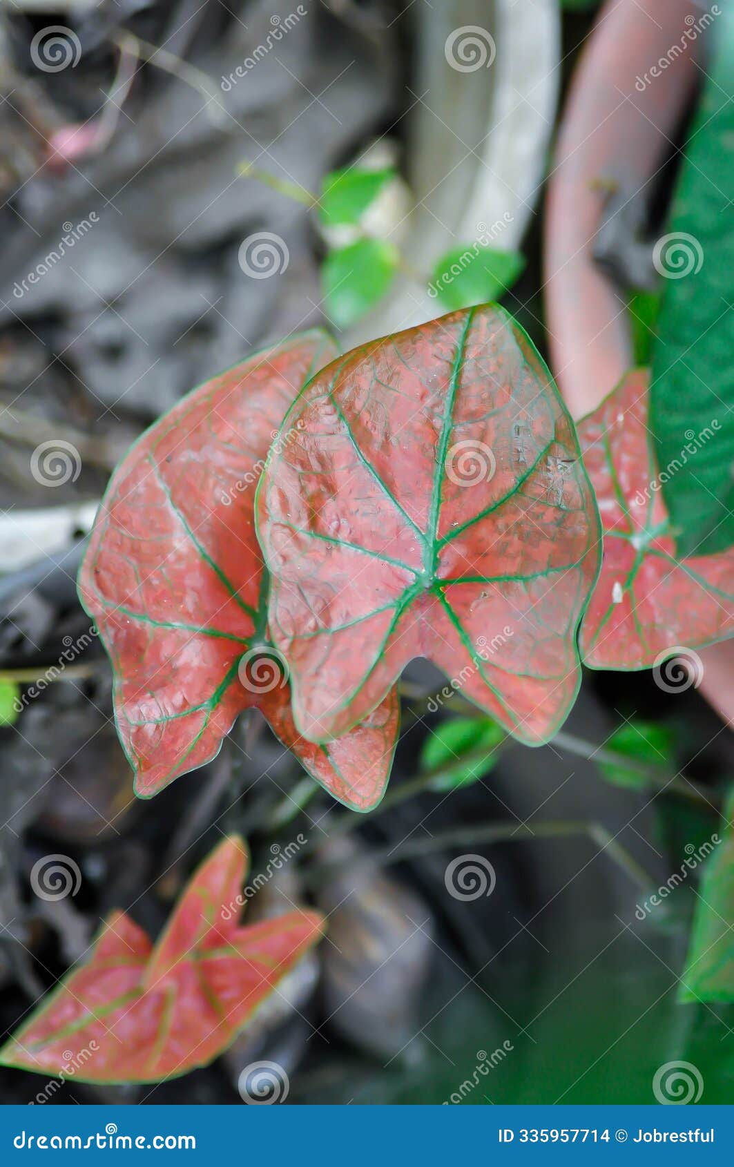 Caladium, Caladium Bicolor Vent or Caladium Bicolor or Pink Caladium or ...