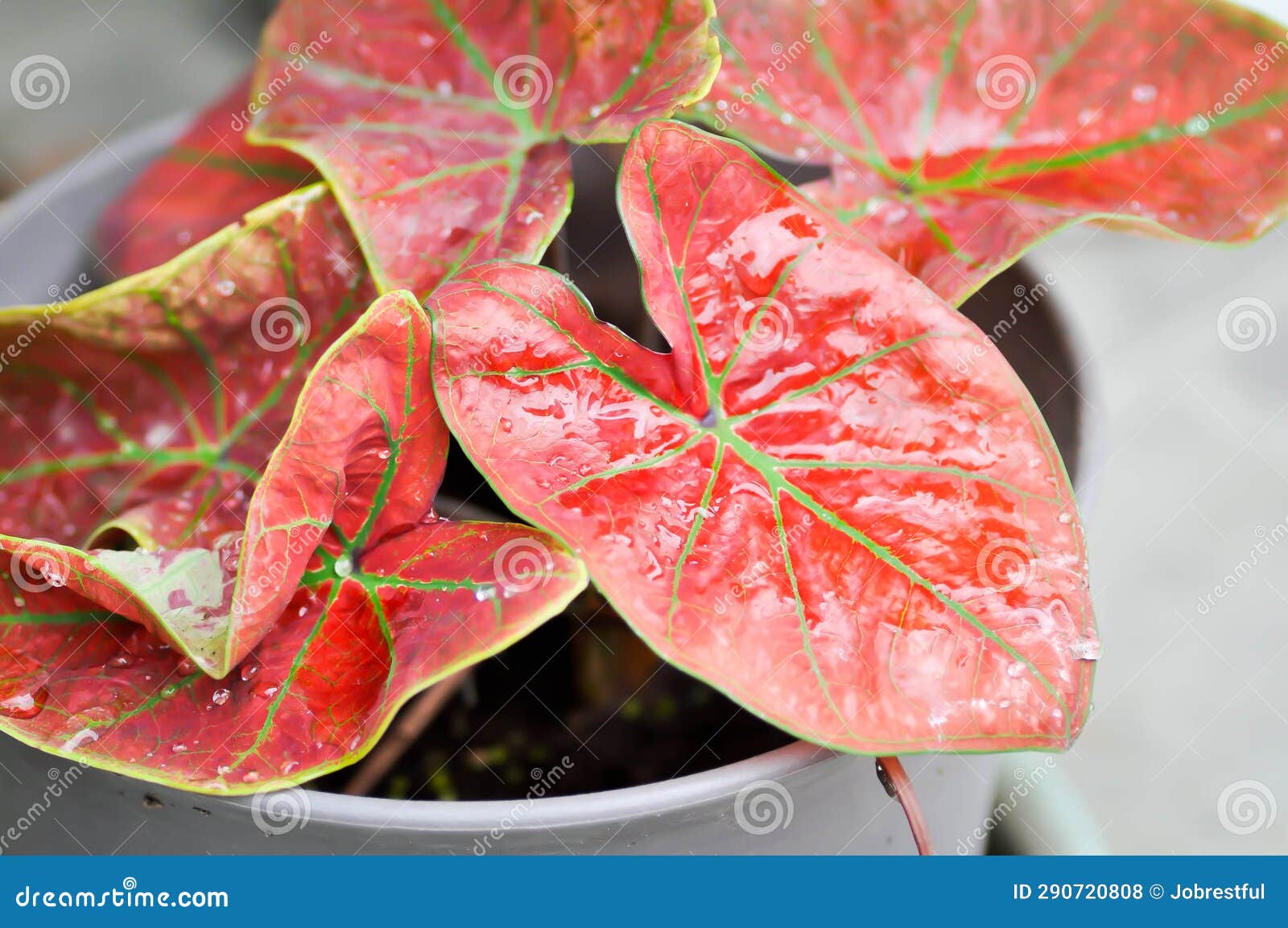 Caladium, Caladium Bicolor Vent or Caladium Bicolor or Pink Caladium or ...
