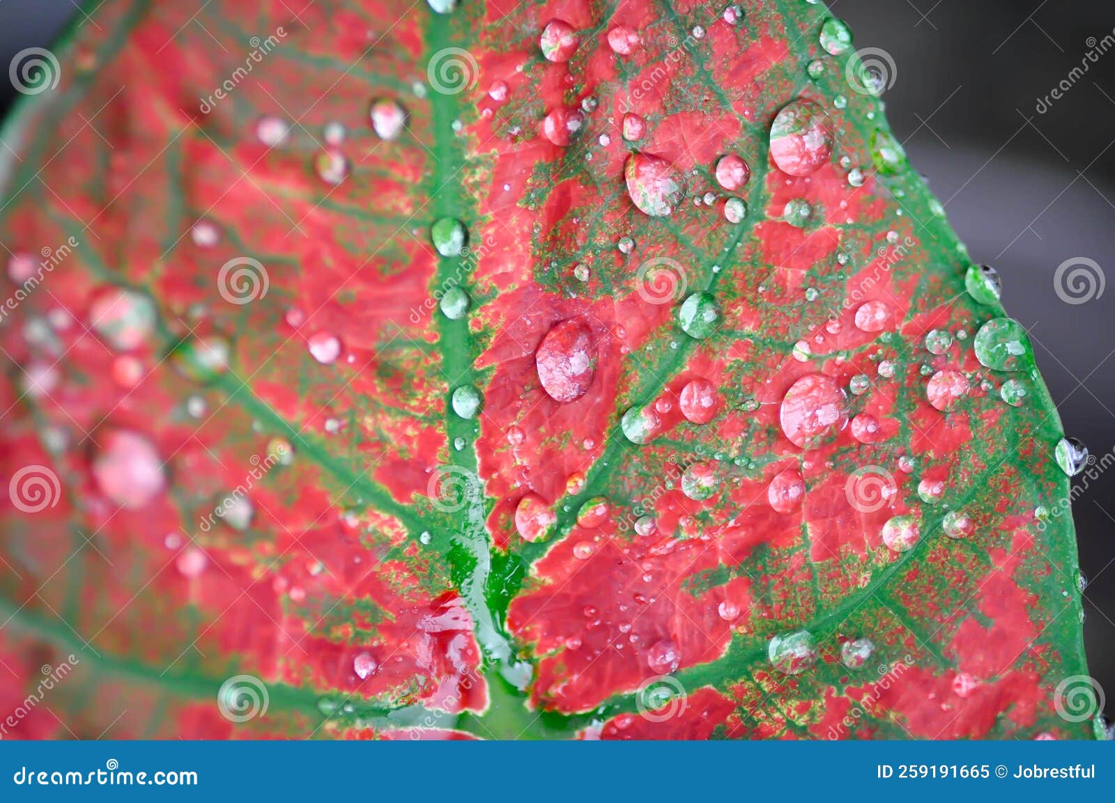 Caladium, Caladium Bicolor Vent or Caladium Bicolor or Pink Caladium or ...