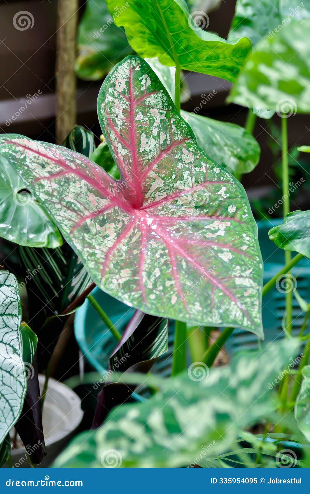 Caladium, Caladium Bicolor Vent or Caladium Bicolor Stock Image - Image ...