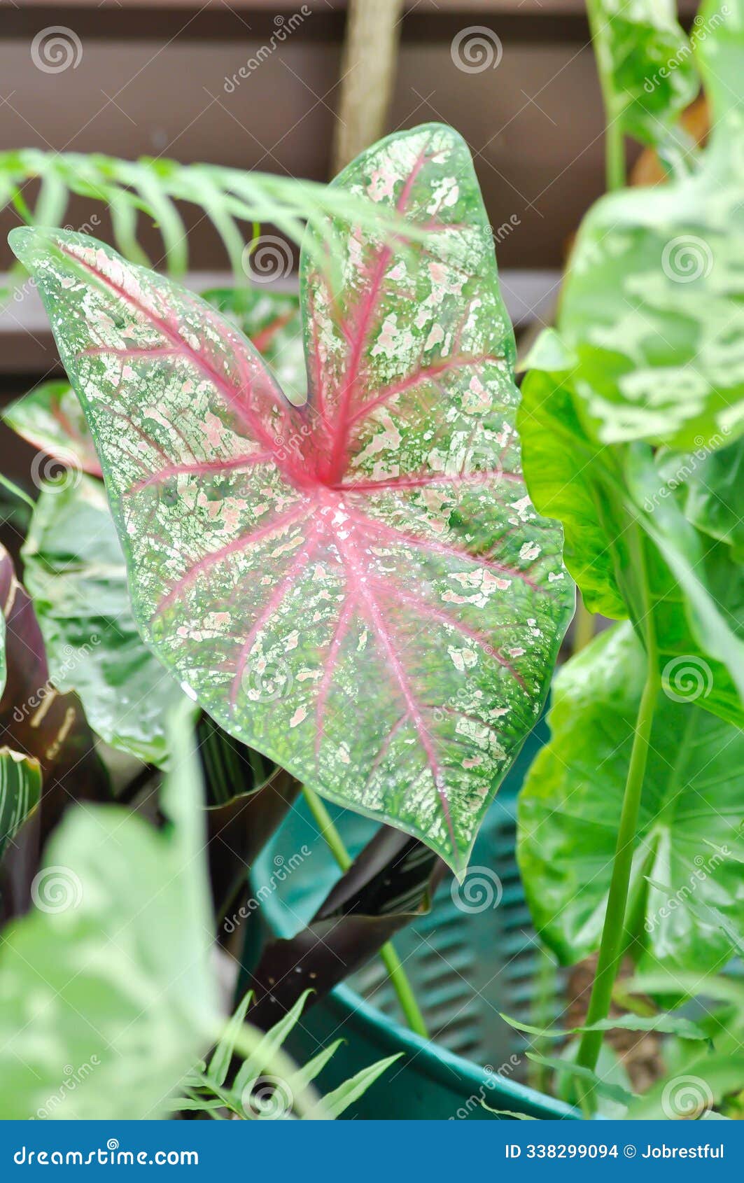 Caladium, Caladium Bicolor Vent or Caladium Bicolor Stock Photo - Image ...