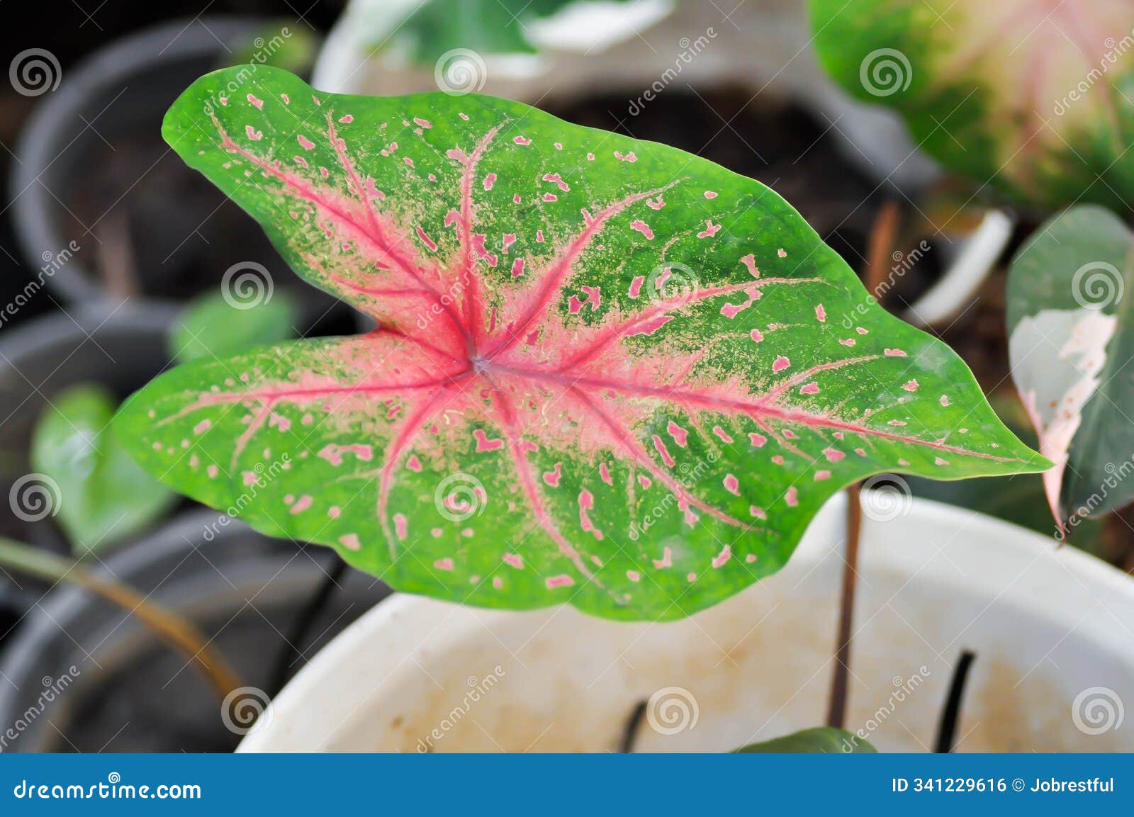 Caladium, Caladium Bicolor Vent Or Caladium Bicolor Royalty-Free Stock ...