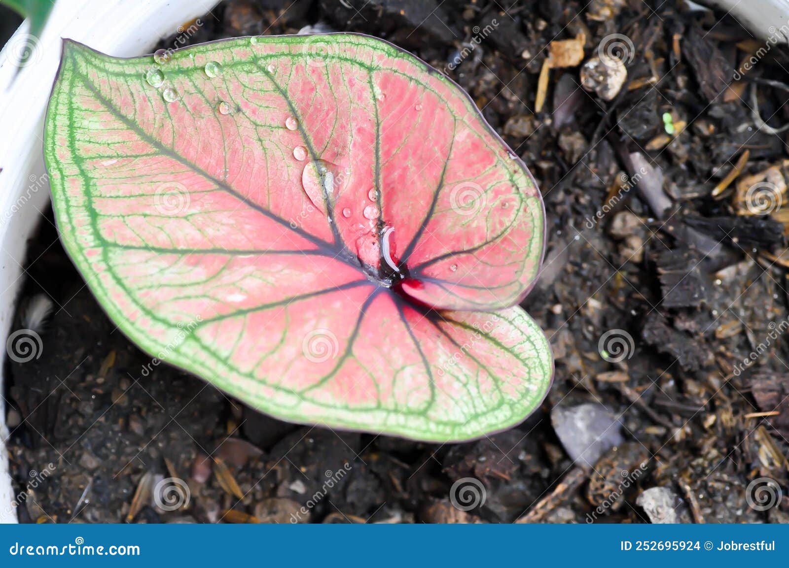Caladium Caladium Bicolor Vent or Caladium Bicolor or or Caladium ...