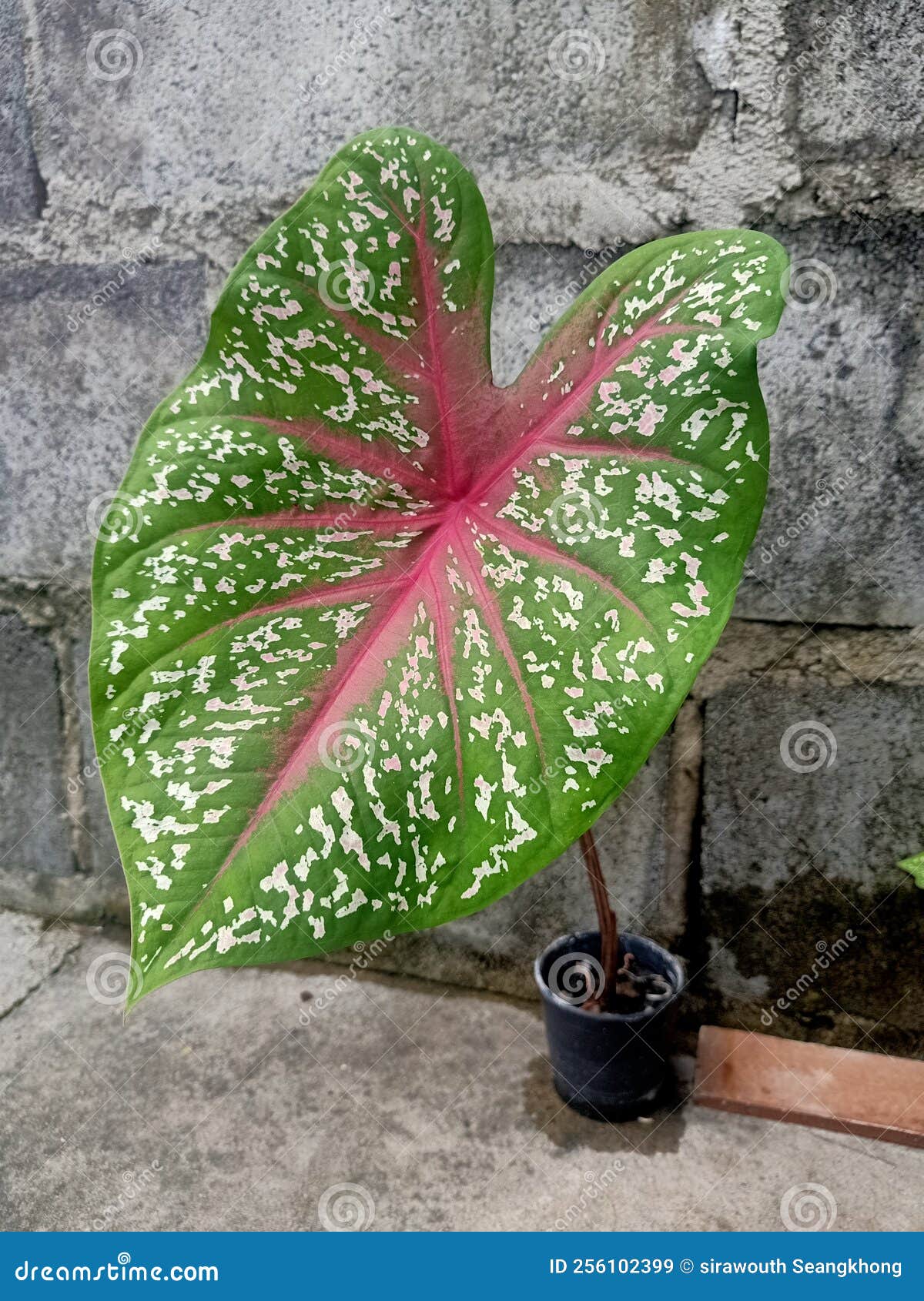 Caladium birtd thai imagen de archivo. Imagen de pétalo - 256102399