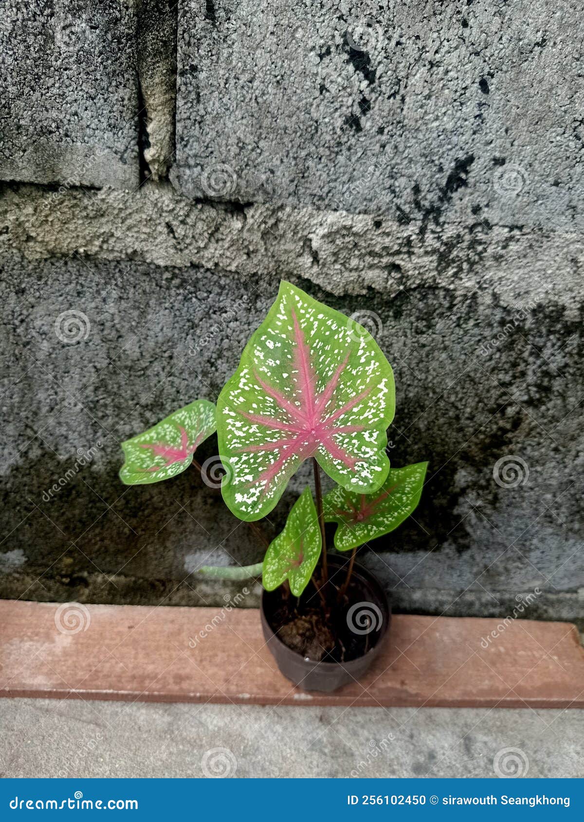 Caladium Birtd thai stock photo. Image of nature, birtd - 256102450