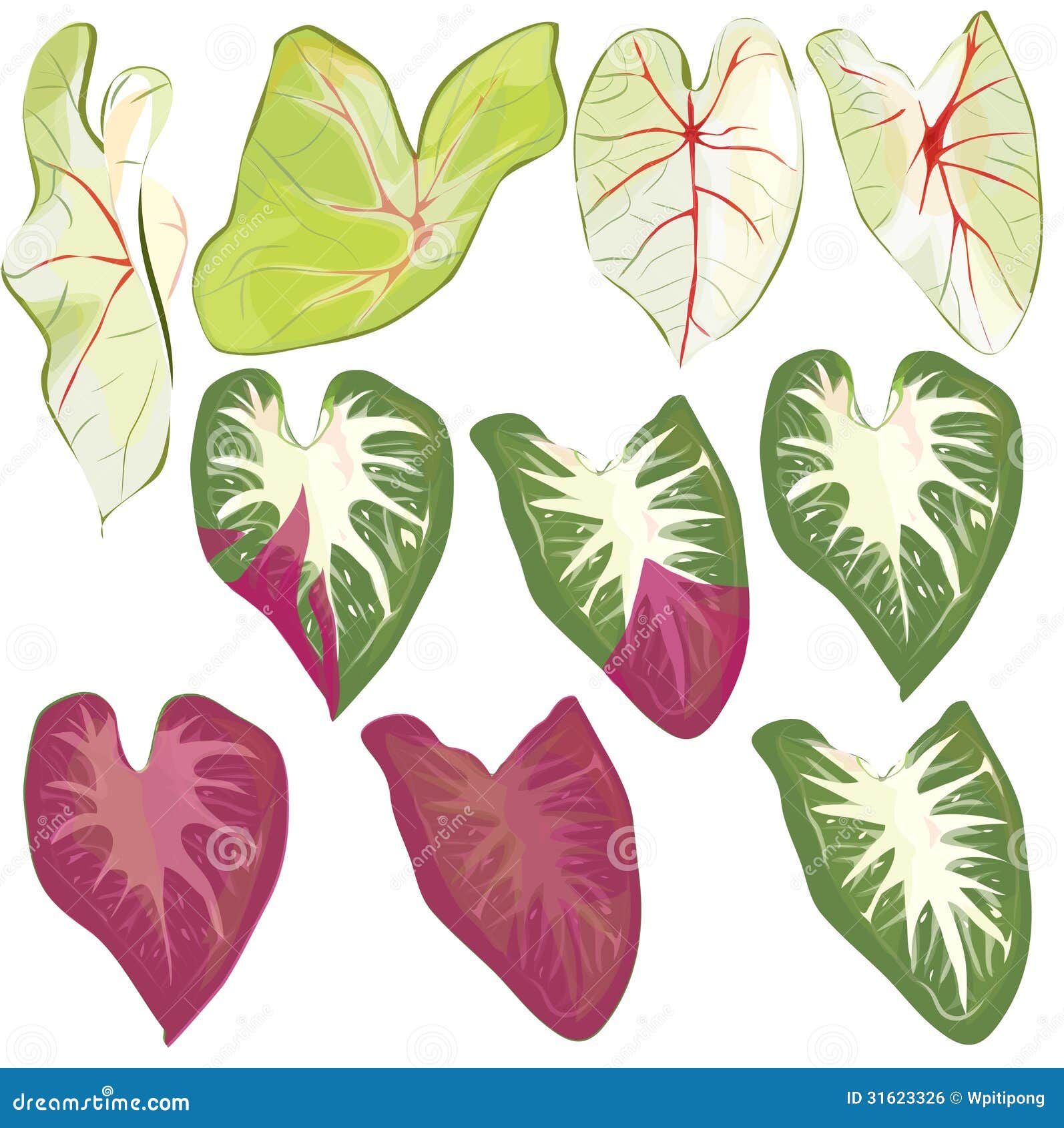 Caladium collection stock vector. Illustration of brown - 31623326