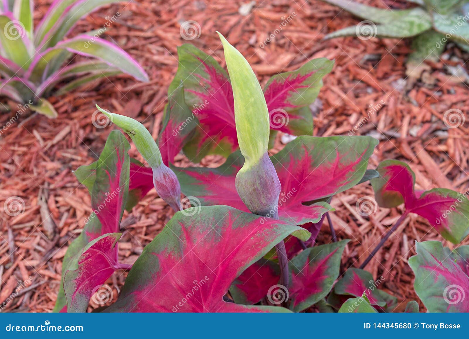 Caladium Flower Buds stock photo. Image of evergreen - 144345680