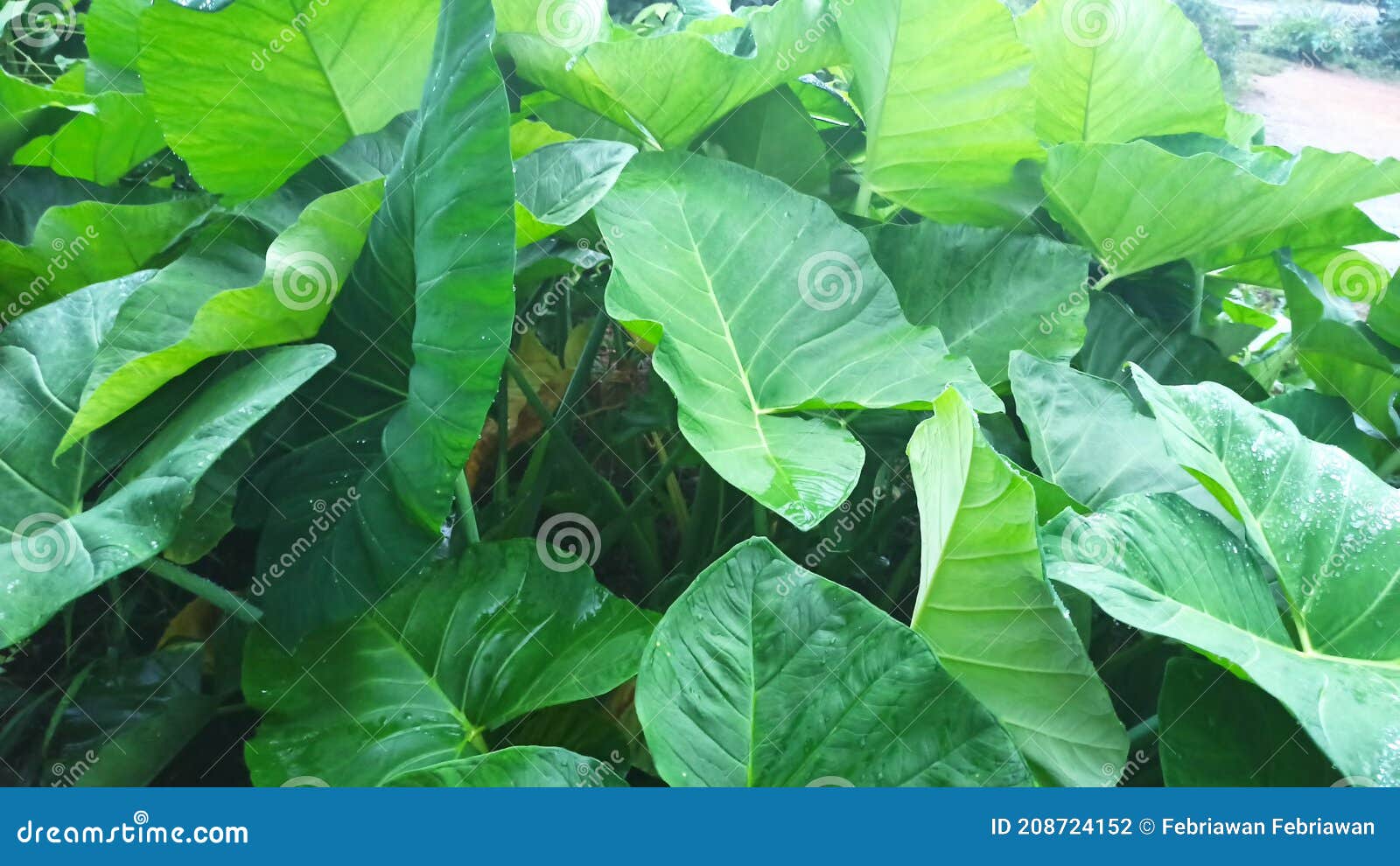 Caladium green leaf stock photo. Image of vegetable - 208724152
