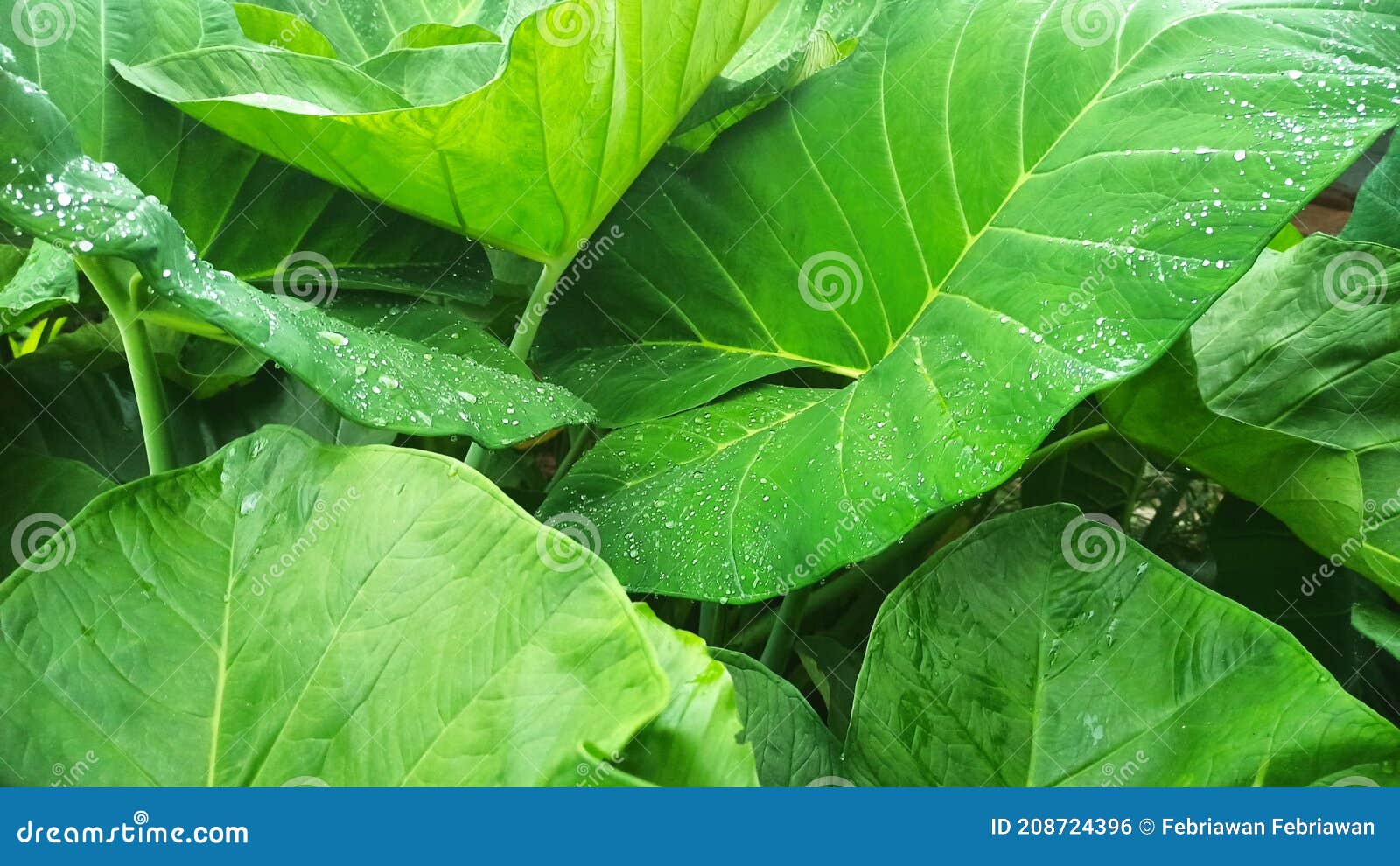 Caladium green leaf stock photo. Image of green, garden - 208724396