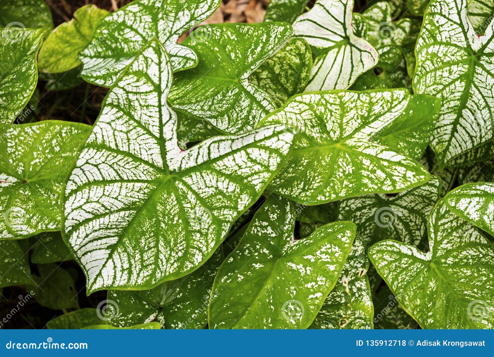 Caladium Green Leaf Texture Background Stock Photo - Image of bright ...
