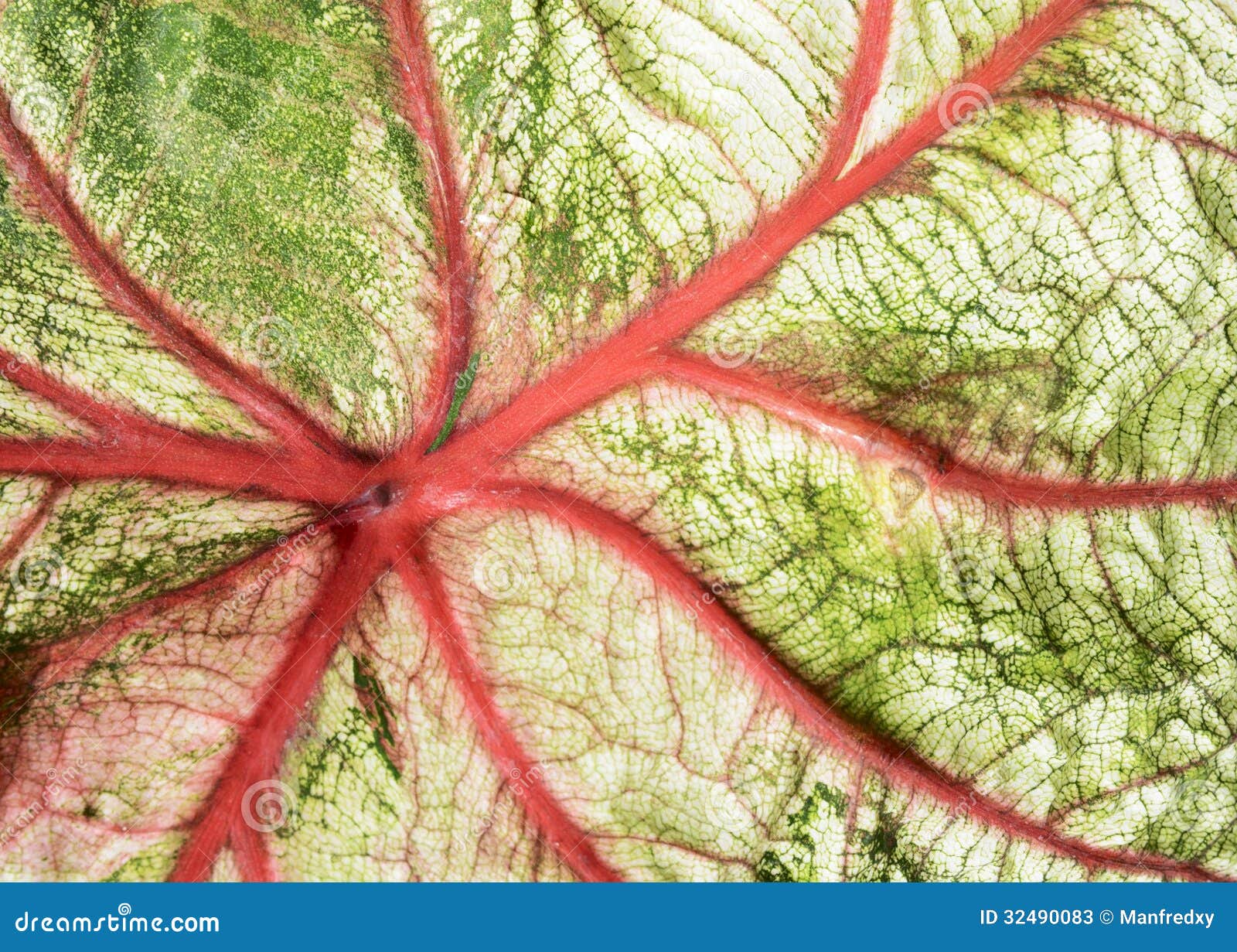 Caladium Leaf stock image. Image of nature, closeup, texture - 32490083