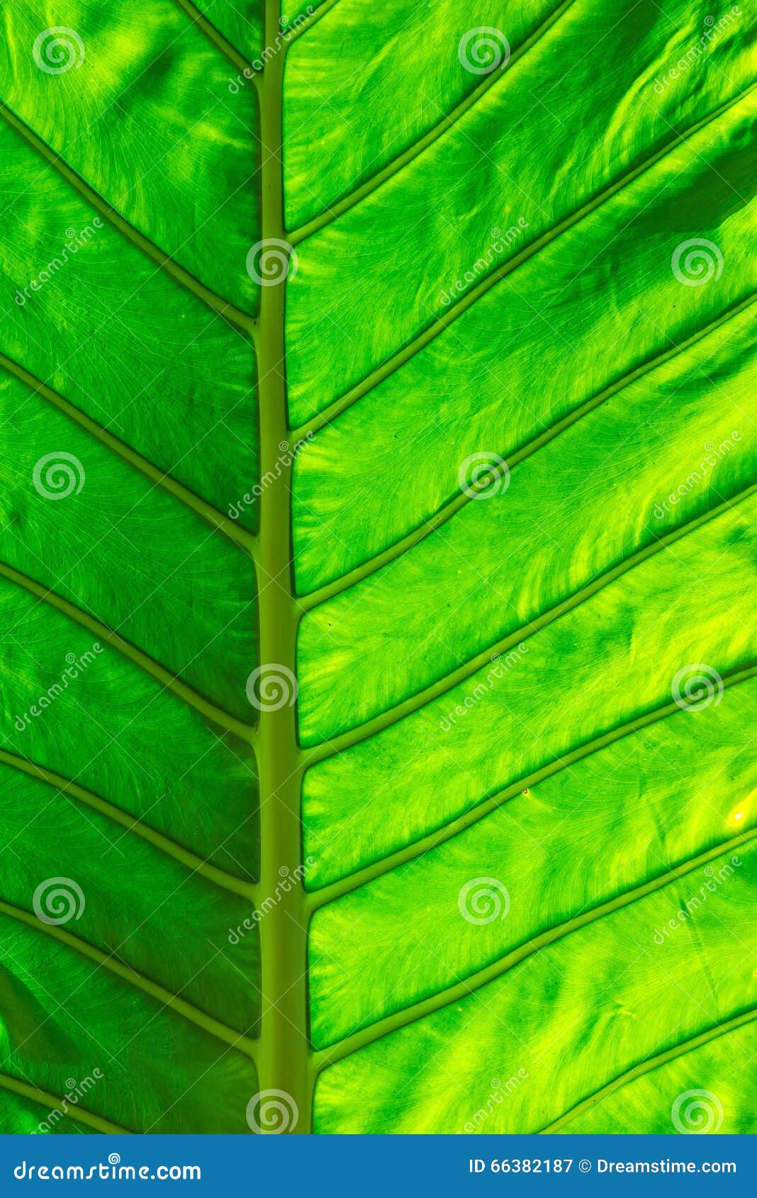 Caladium Leaf, Green Elephant Ear Leaf Stock Image - Image of color ...