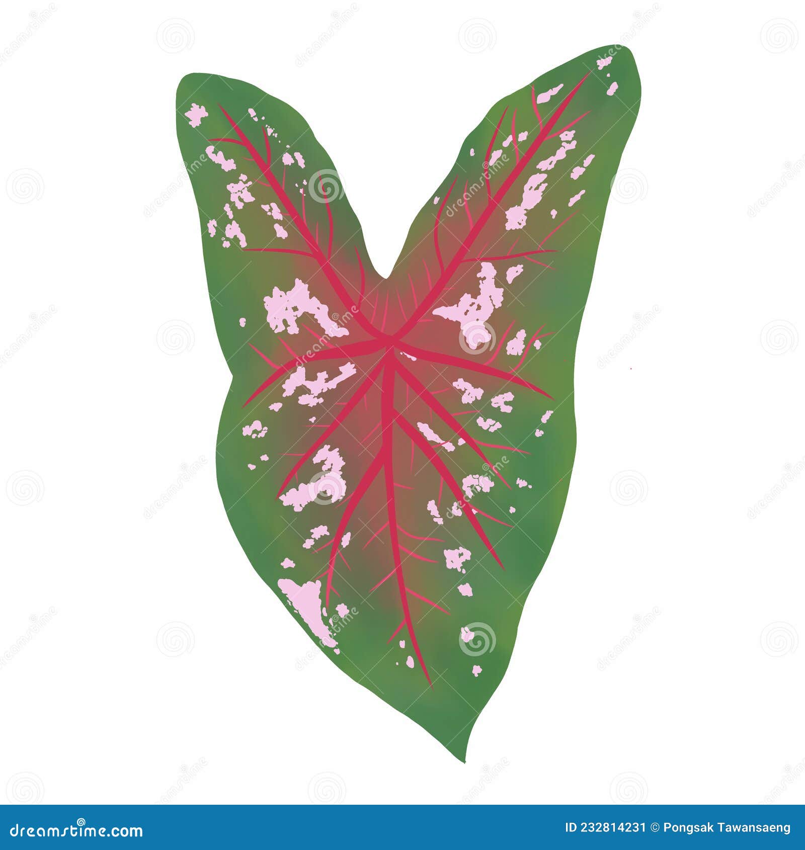 Illustration Of Caladium, Elephant Ear Or Colocasia Plants ...