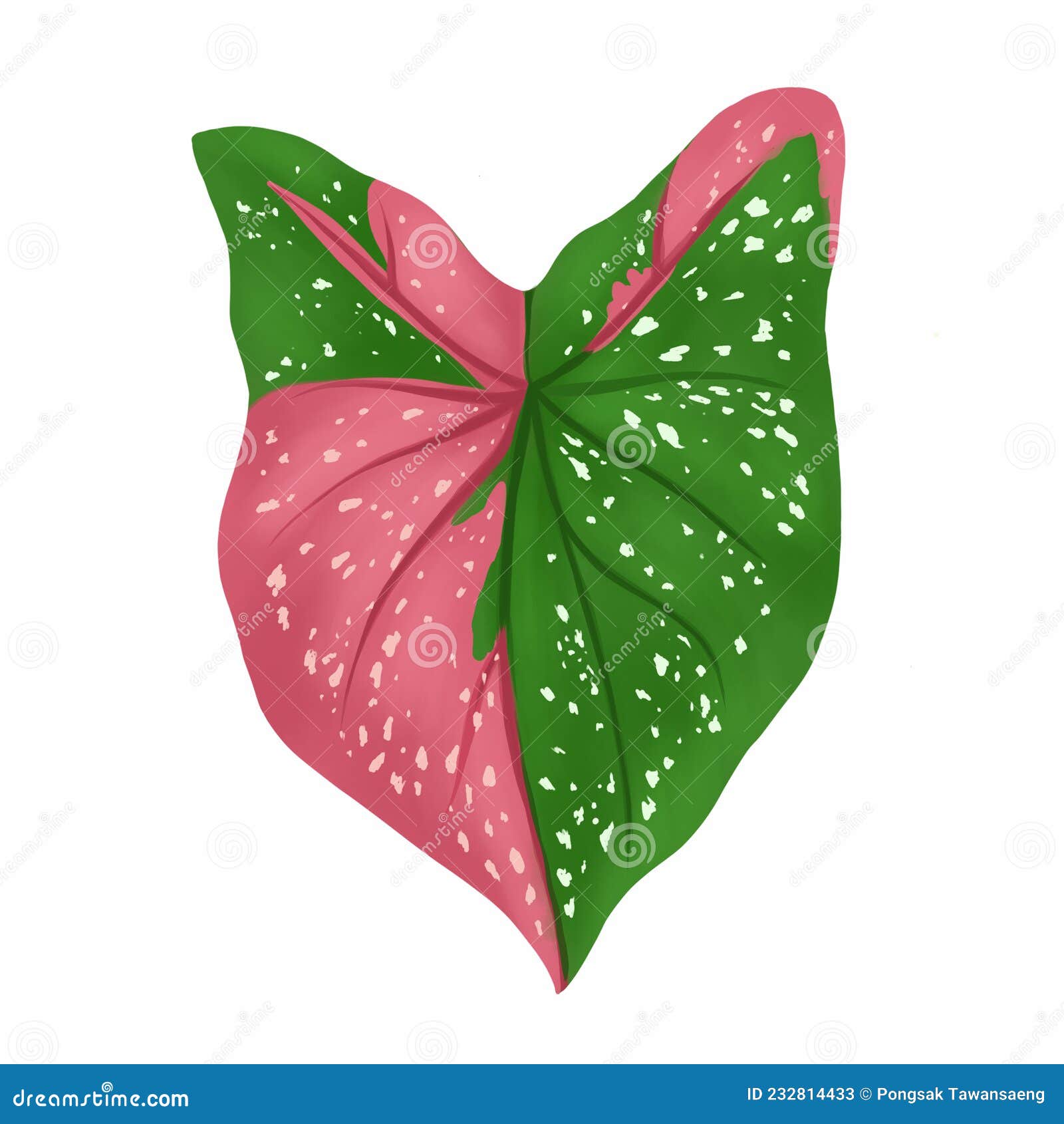Caladium Leaf Plant, Digital Illustration Isolated on White Background ...