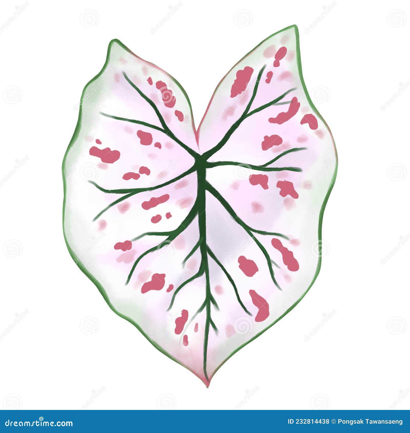 Illustration Of Caladium, Elephant Ear Or Colocasia Plants Background ...