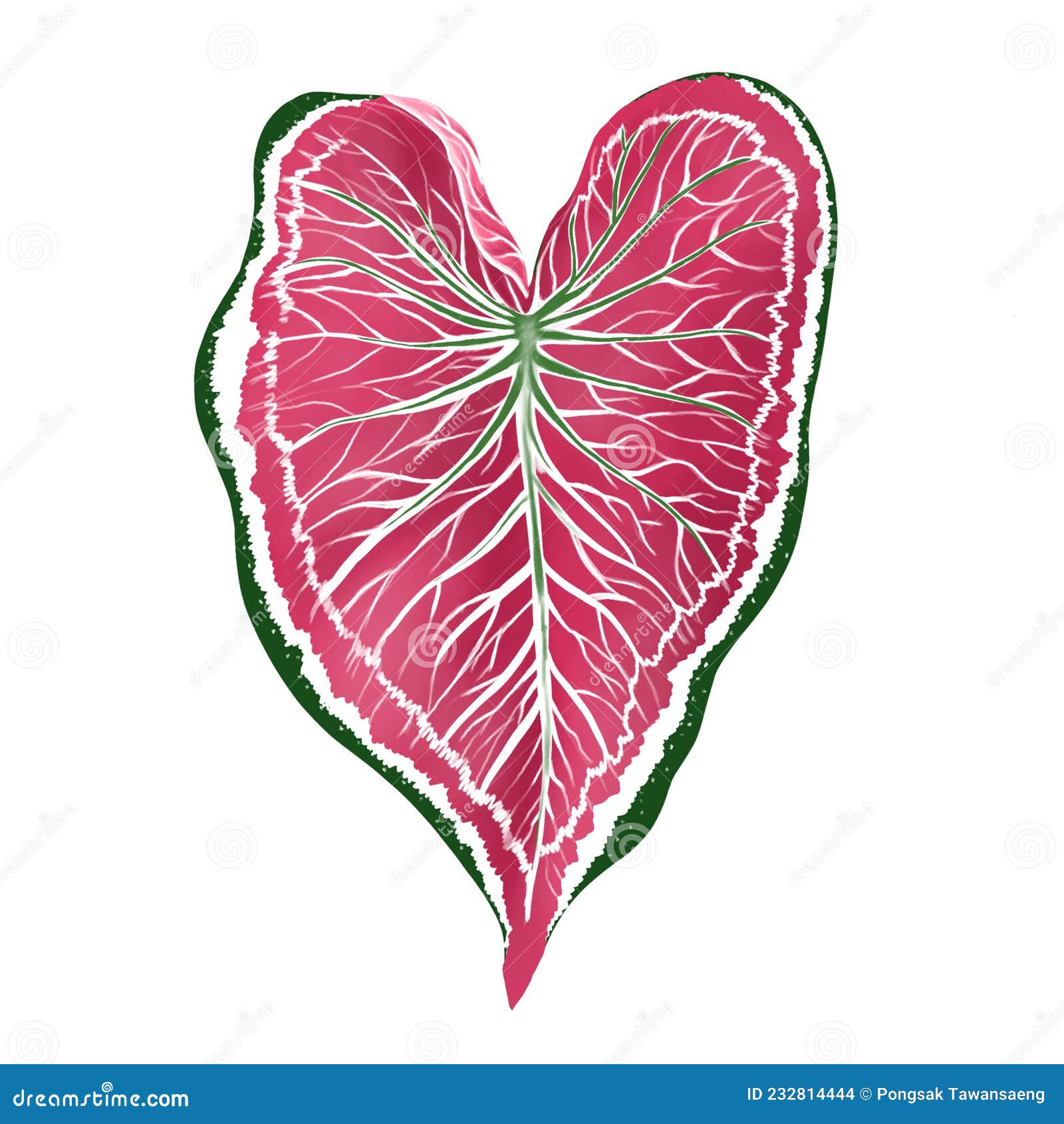 Caladium Leaf Plant, Digital Illustration Isolated on White Background ...