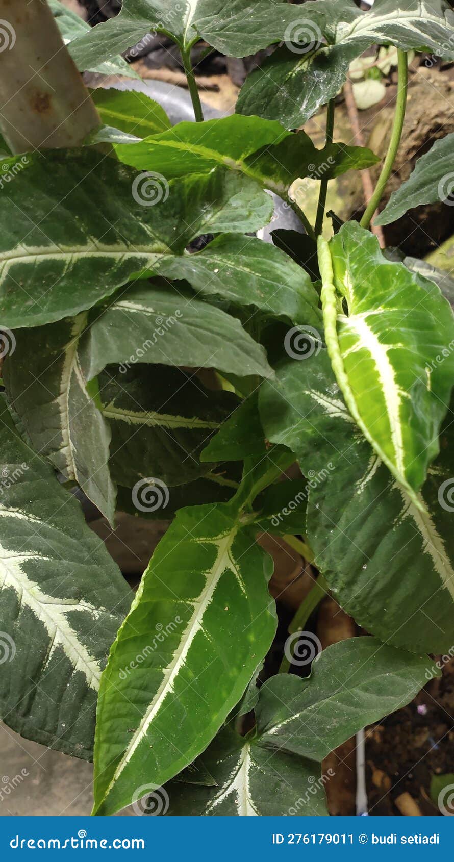 Caladium Leafs Potting Plant Stock Image - Image of potting, caladium ...