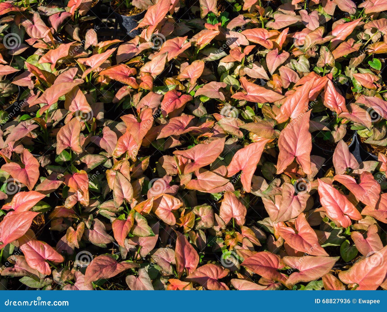 Caladium Leave stock photo. Image of background, abstract - 68827936