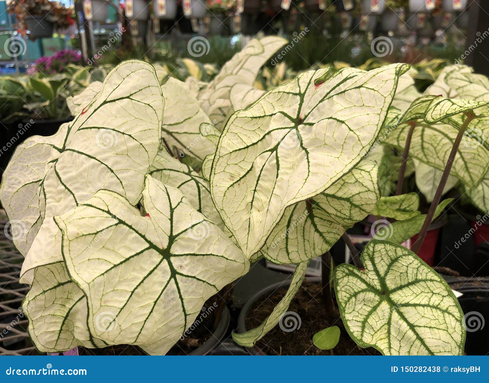 Caladium Leaves in a Garden Stock Photo - Image of colorful, growth ...