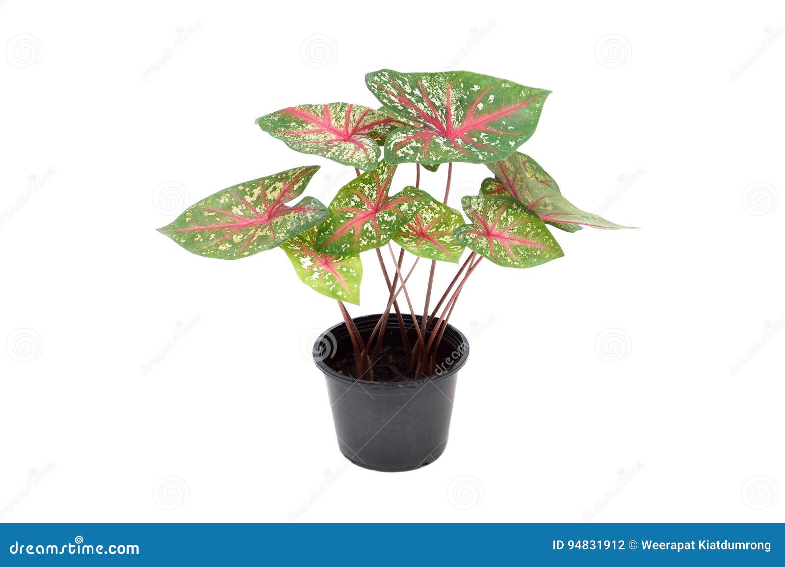 Caladium Plant With Curled Leaves Is Placed In A Pot Royalty-Free Stock ...