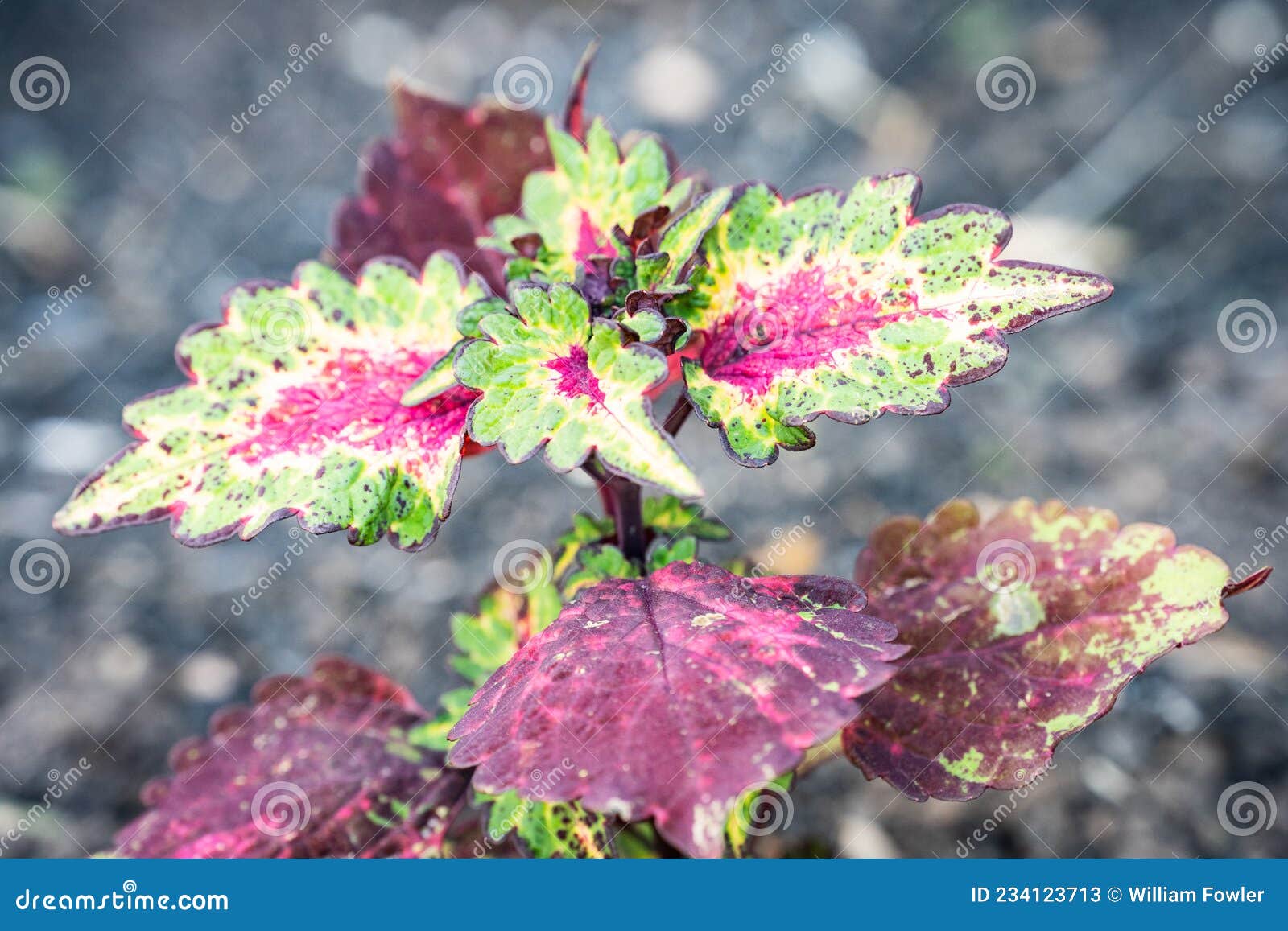Caladium Plant in Texas with Various Colors in a Flower Bed Stock Image ...