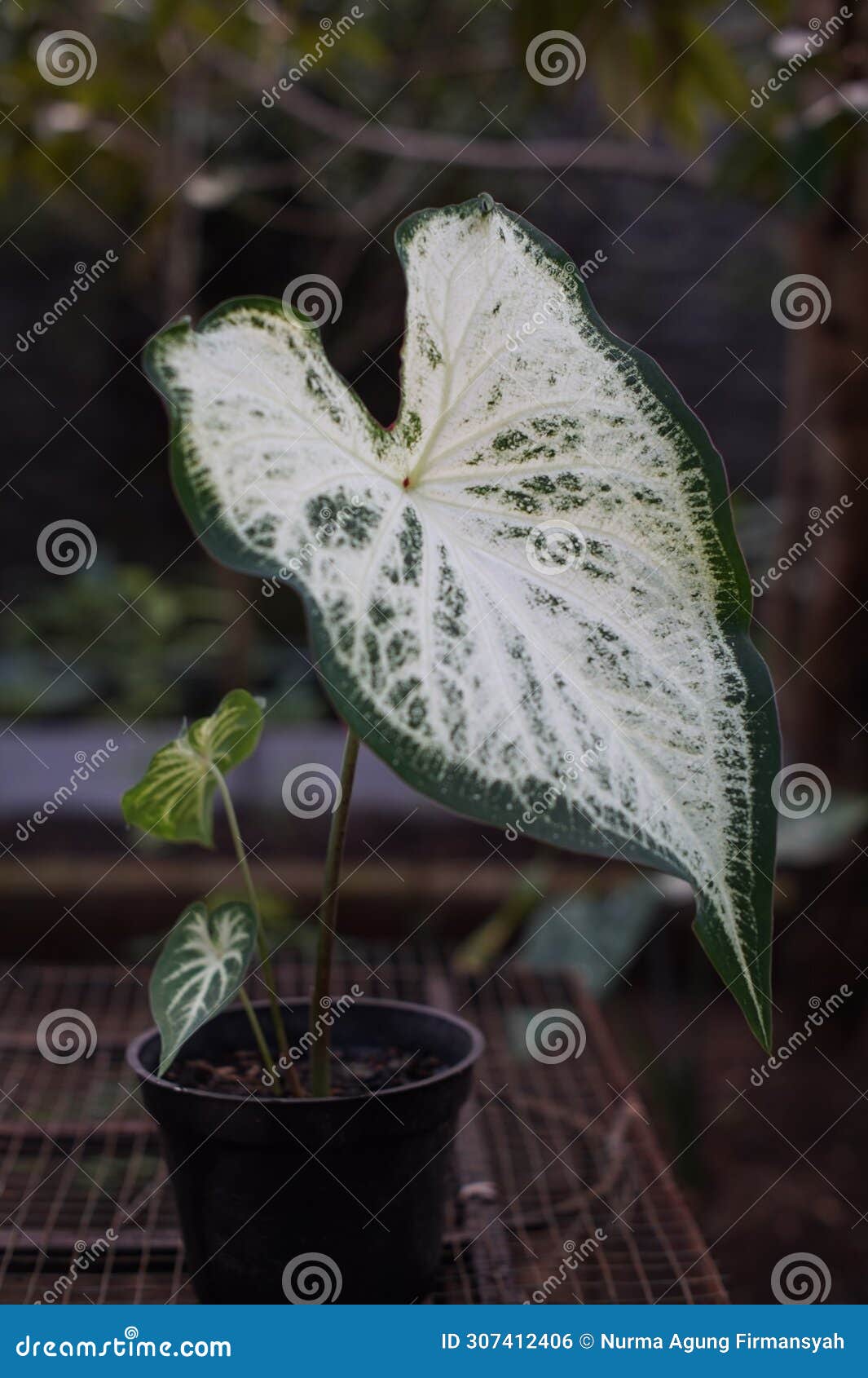 Caladium plants stock photo. Image of wildflower, springtime - 307412406