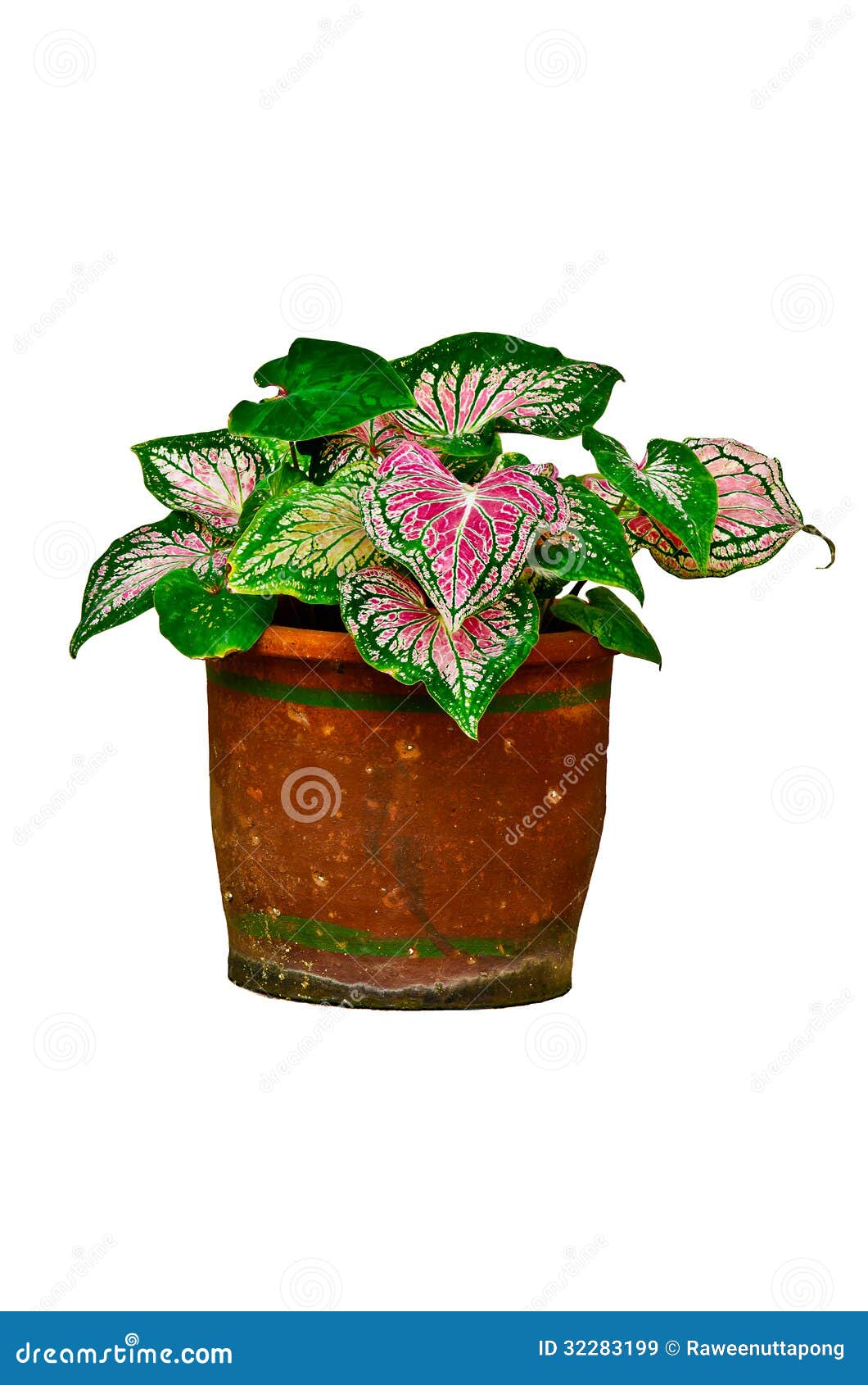 Caladium stock image. Image of color, colored, houseplant - 32283199