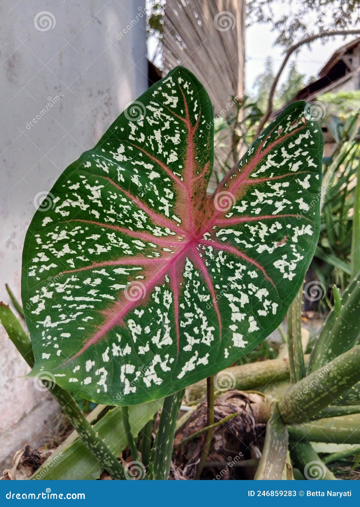 CALADIUM RED STAR LEAVES are GREEN with WHITE POINTS and RED LEAVES ...
