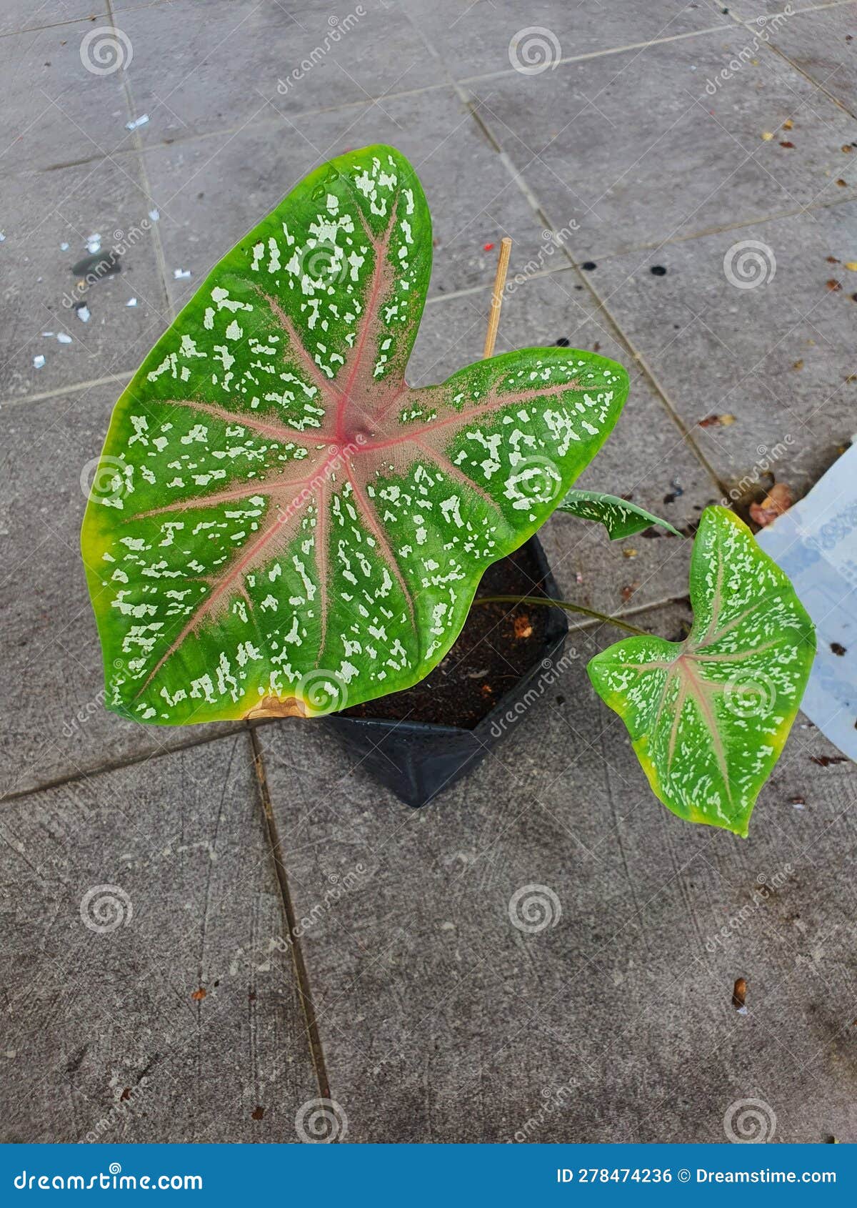Caladium red star stock photo. Image of star, village - 278474236