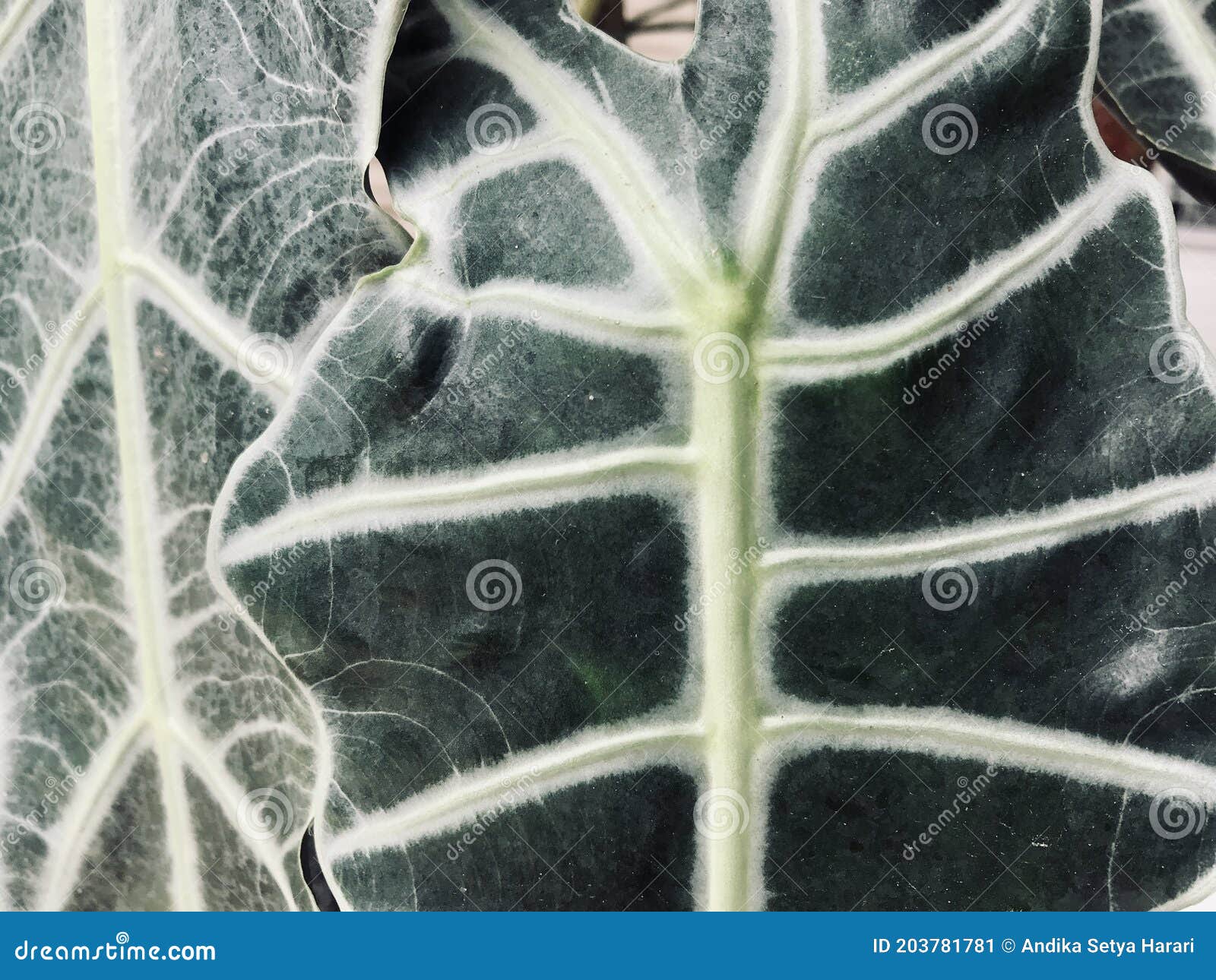 Caladium sp stock image. Image of plant, garden, stalk - 203781781