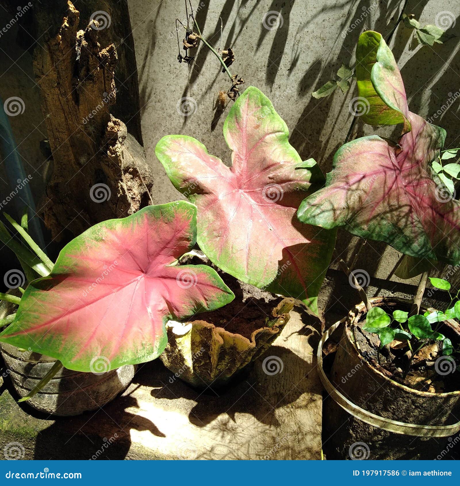 Caladium Under the Majestic Sun& X27;s Ray Stock Photo - Image of tree ...