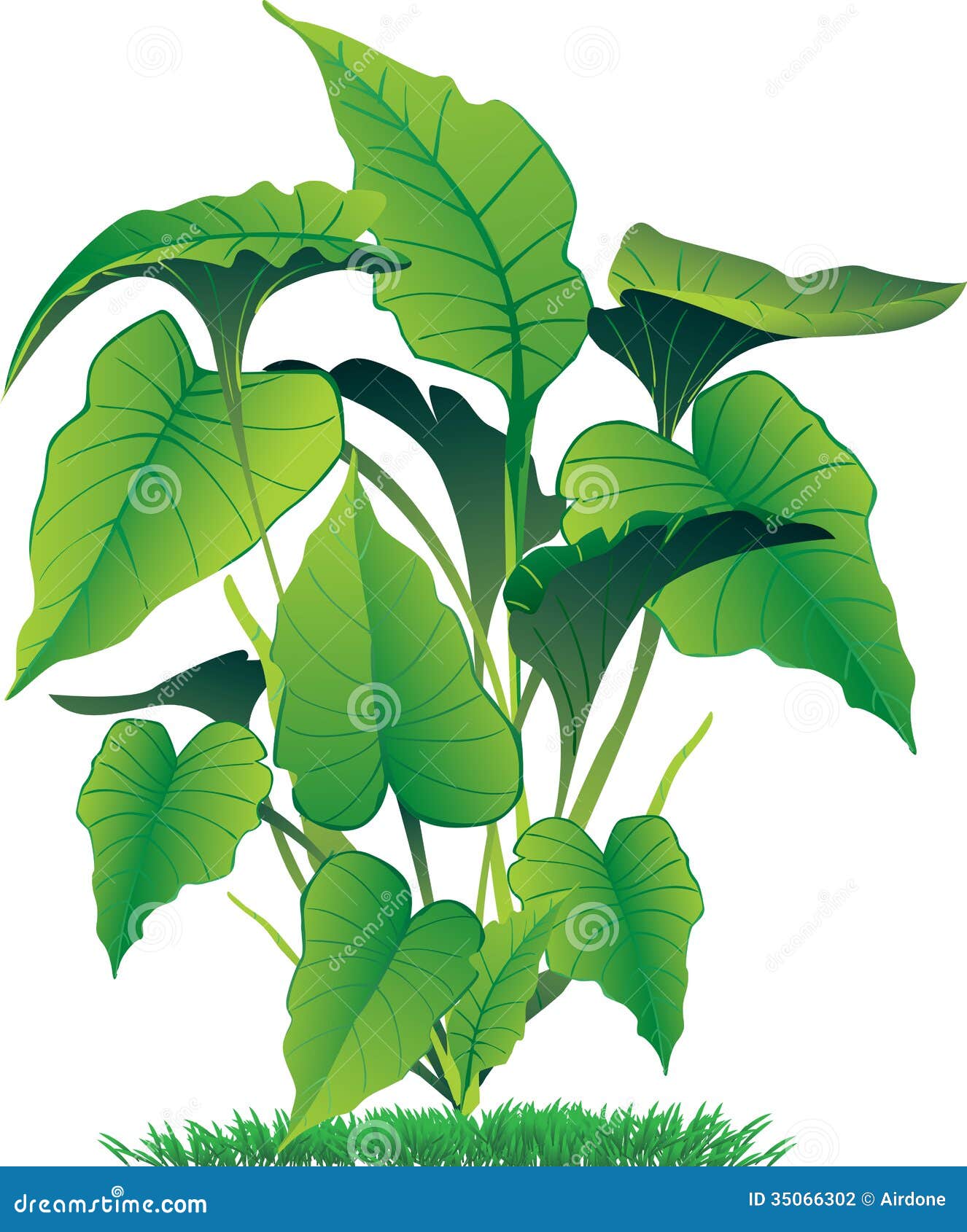 Illustration Of Caladium, Elephant Ear Or Colocasia Plants Background ...