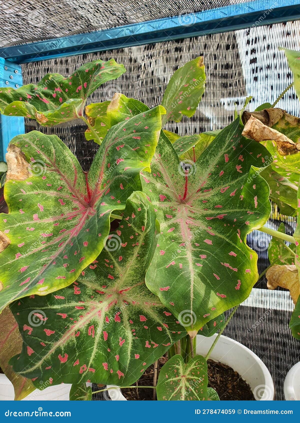 Caladium wildfire stock image. Image of caladium, wildfire - 278474059