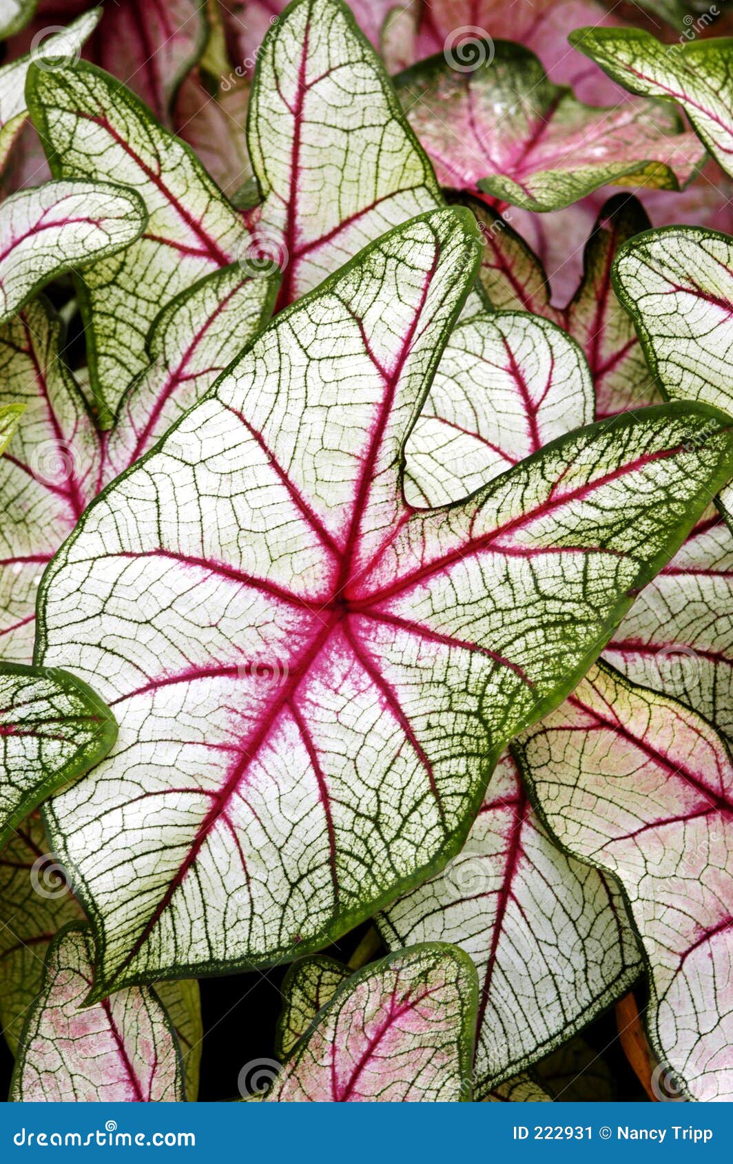 Caladiums stock image. Image of colorful, caladium, greenery - 222931