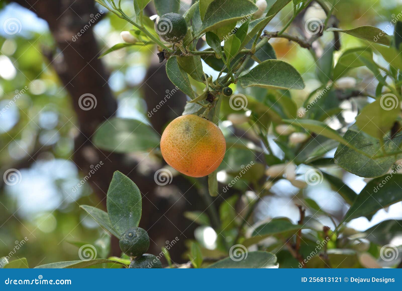 Calamandarin Orange Fruit Tree with Ripening Fruit Stock Image - Image ...