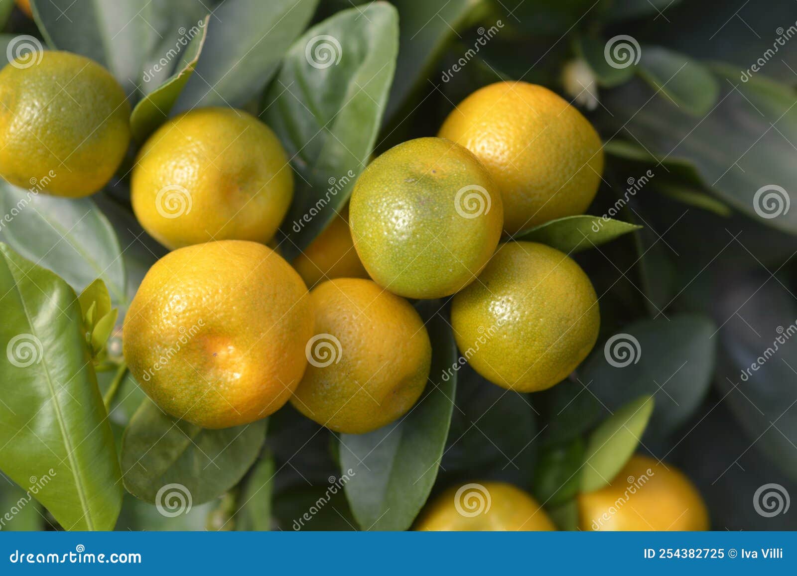 Calamansi stock image. Image of lime, hybrid, citrus - 254382725