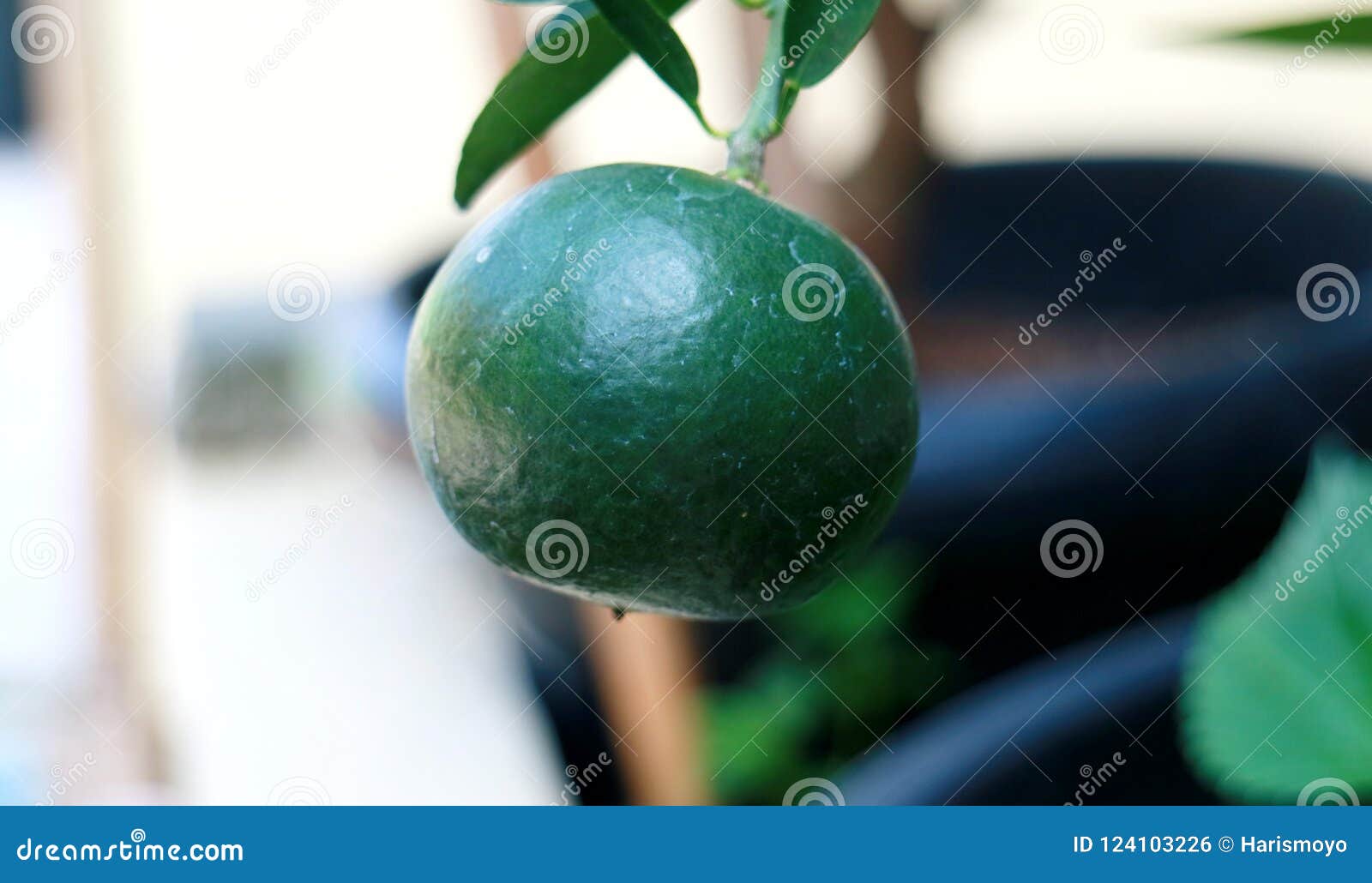 Calamondin fruit stock photo. Image of food, organic - 124103226