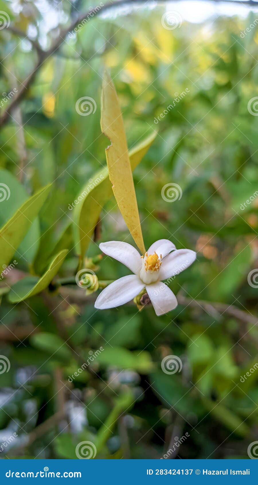 Calamansi flowers stock image. Image of phase, stamen - 283424137